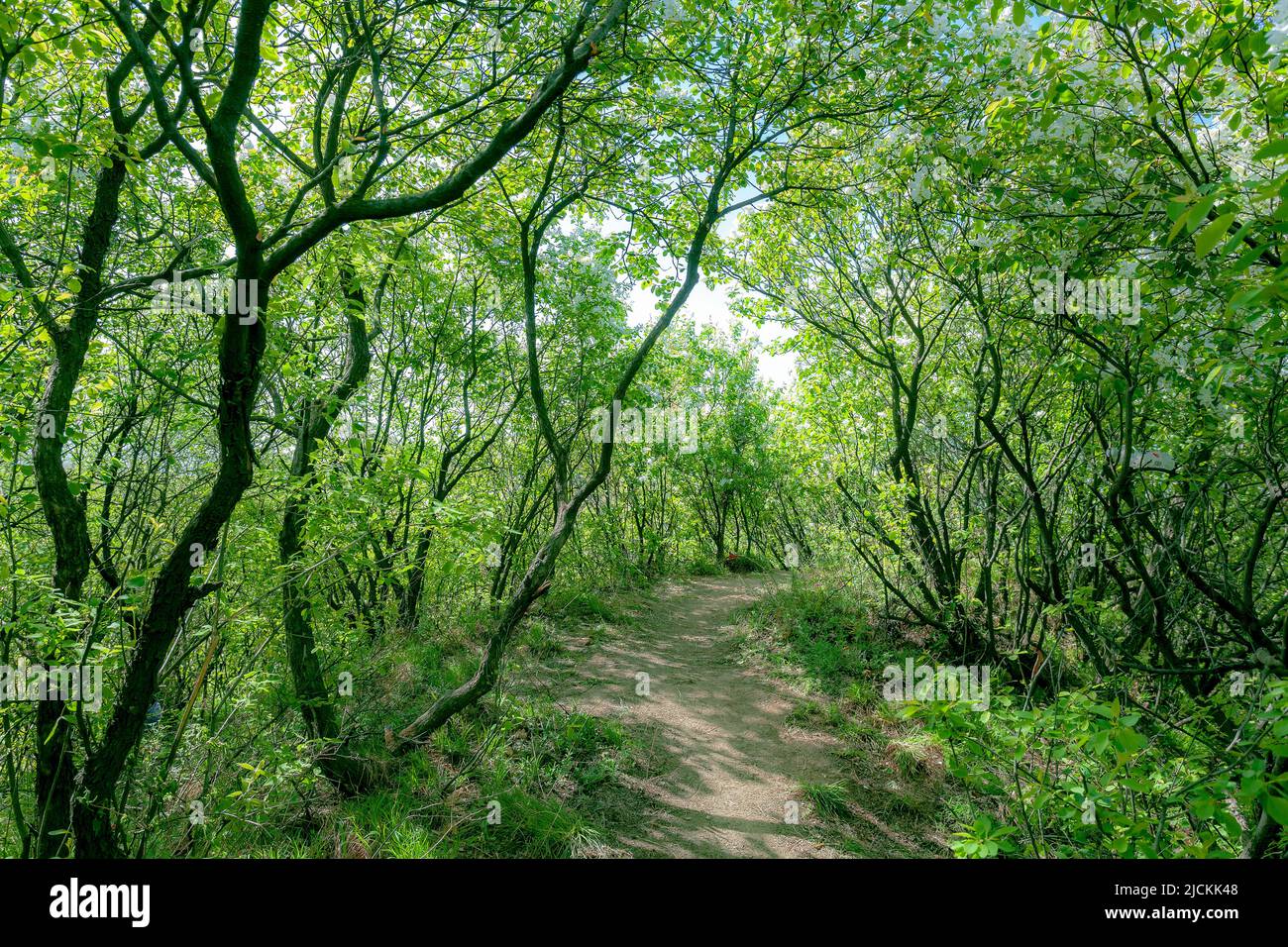 Yellow valley temple hi-res stock photography and images - Alamy