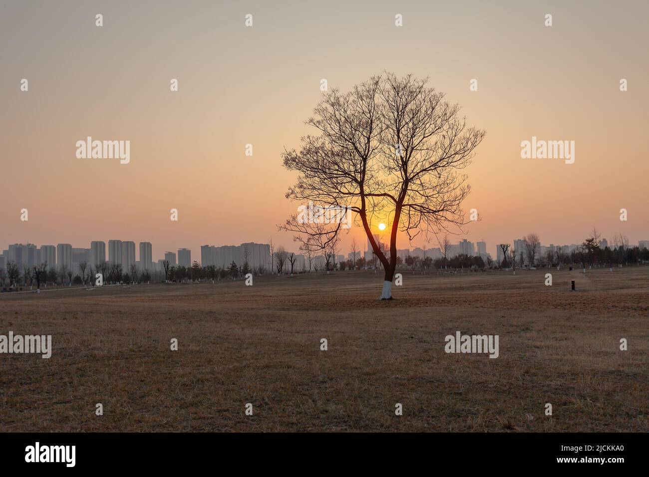 The setting sun under a tree Stock Photo - Alamy