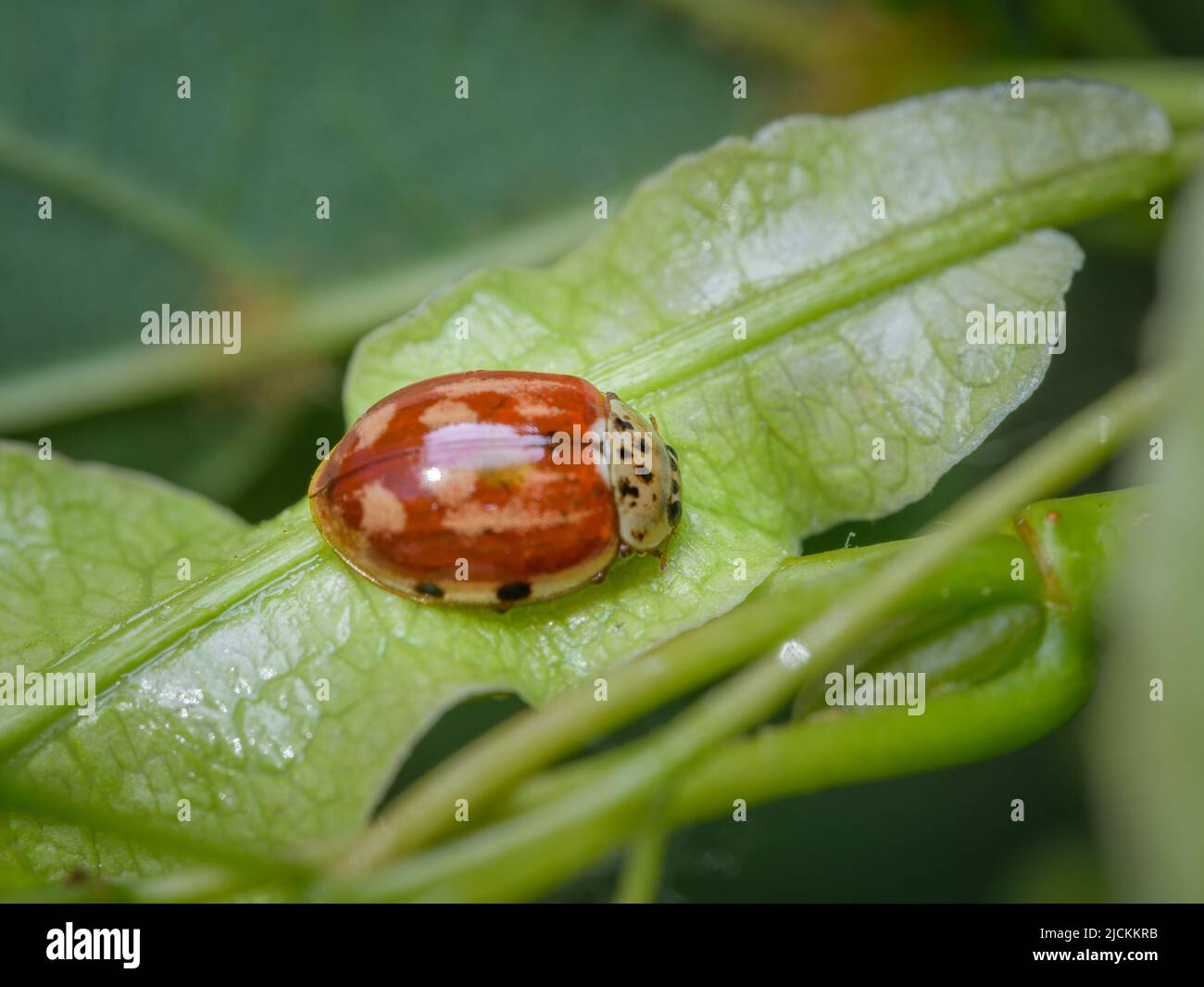 Harmonia quadripunctata hi-res stock photography and images - Alamy