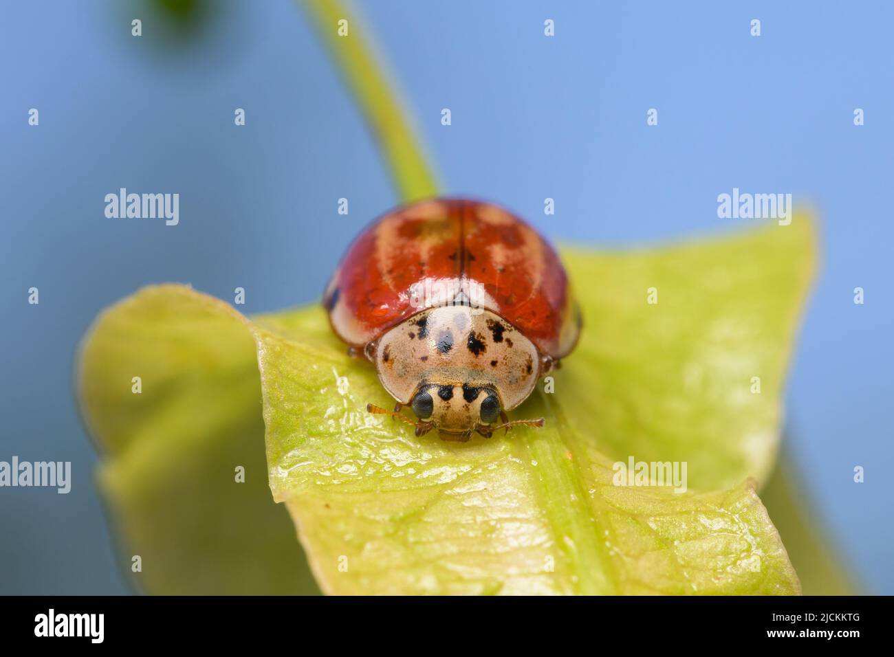 Four green shield bugs hi-res stock photography and images - Alamy