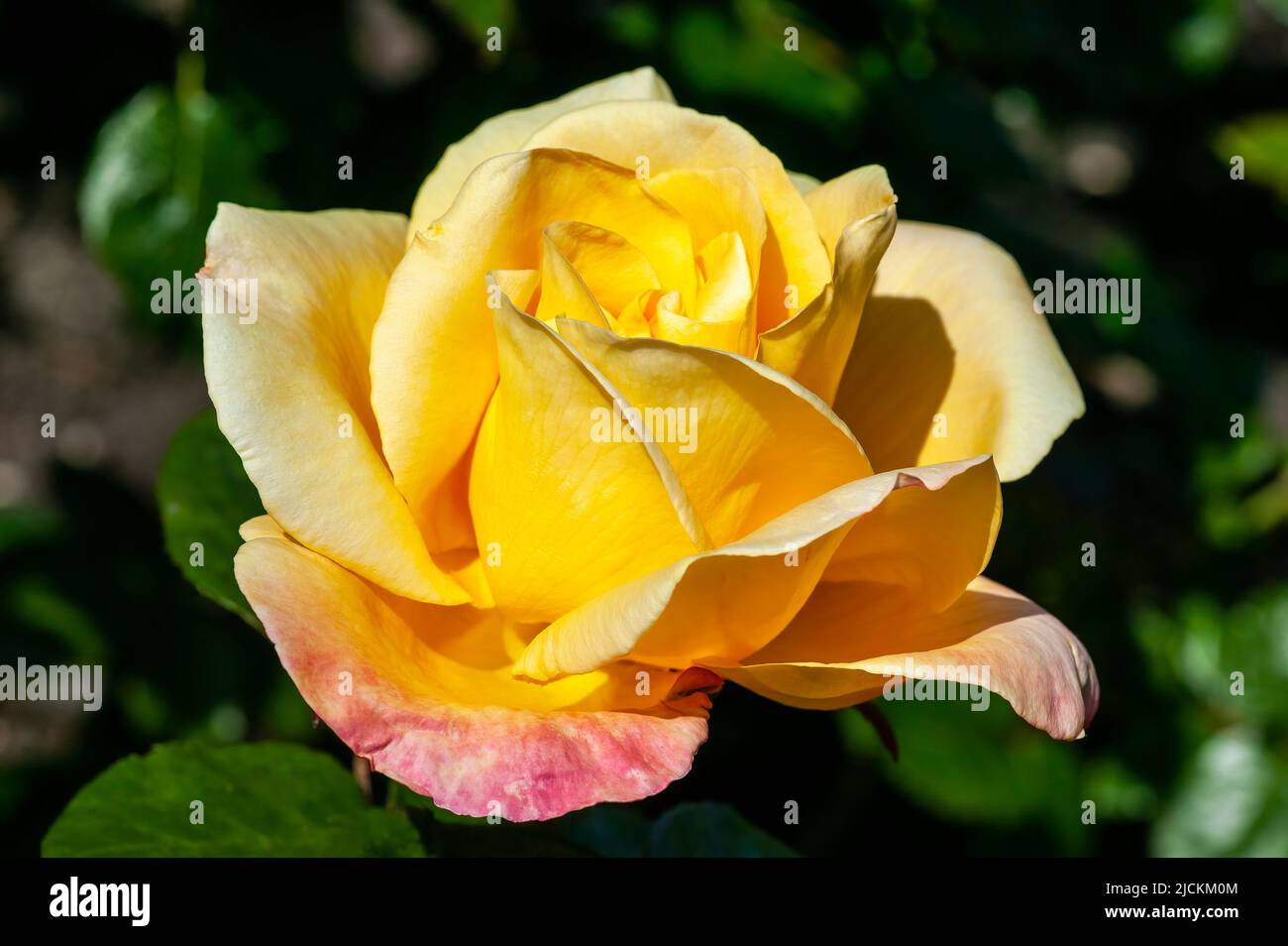 Rose 'Fulton Mackay' (rosa) a yellow orange perennial spring summer ...
