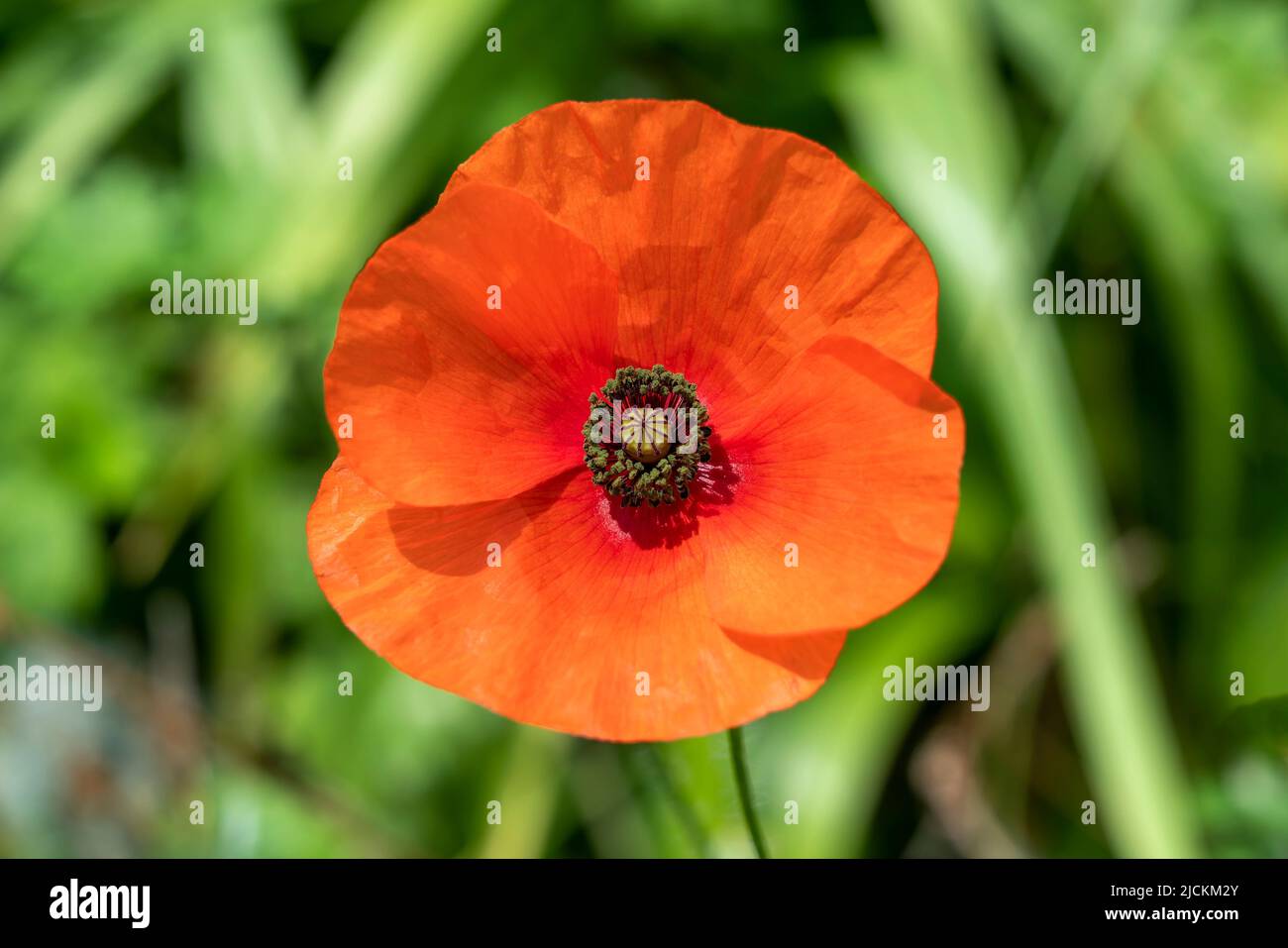 Red poppy (papaver rhoeas) a common wild garden red flower plant used ...