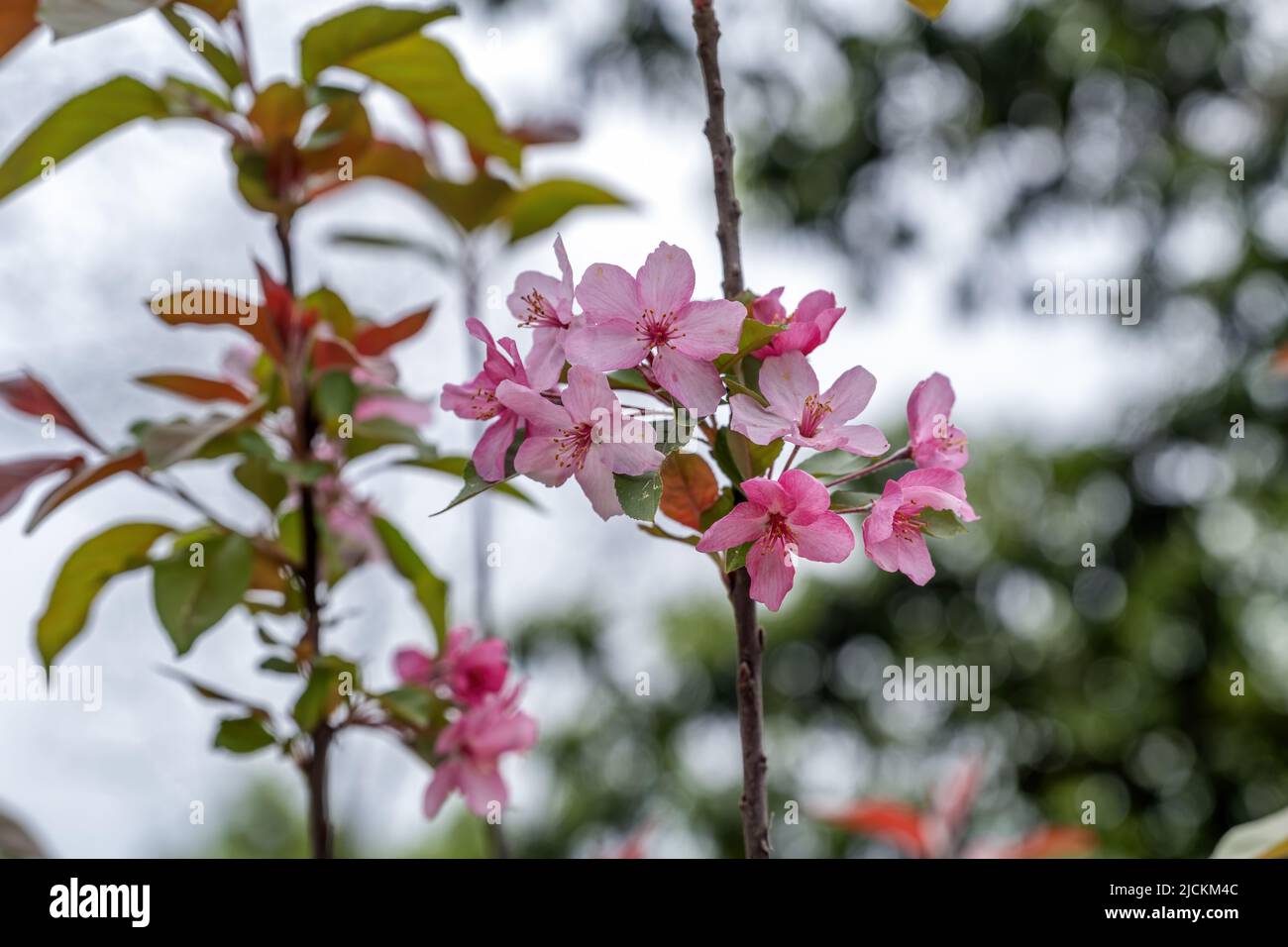 Ficus virens bud hi-res stock photography and images - Alamy