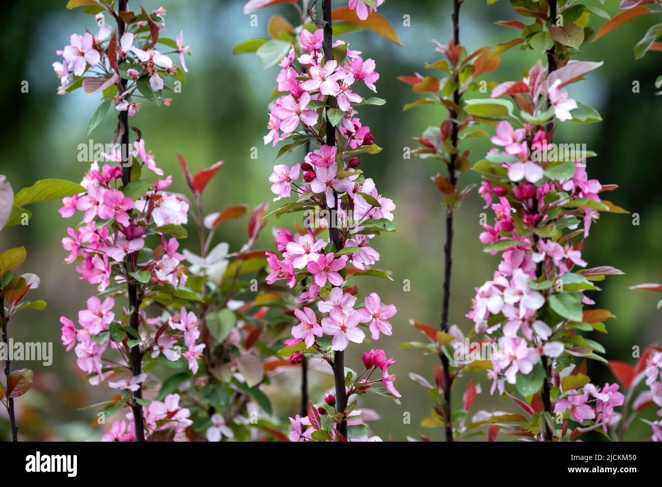 Ficus virens bud hi-res stock photography and images - Alamy