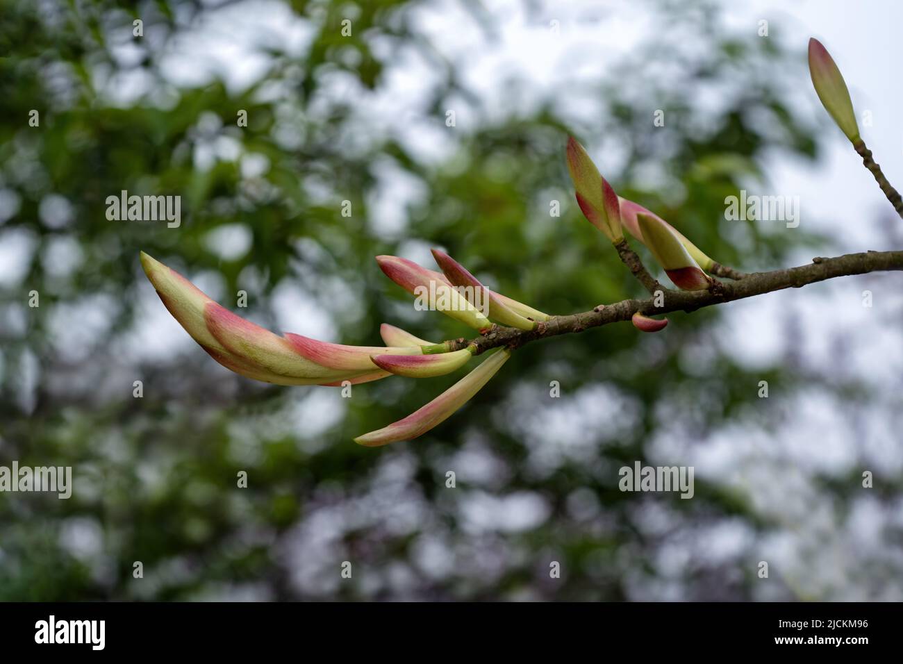Ficus virens bud hi-res stock photography and images - Alamy