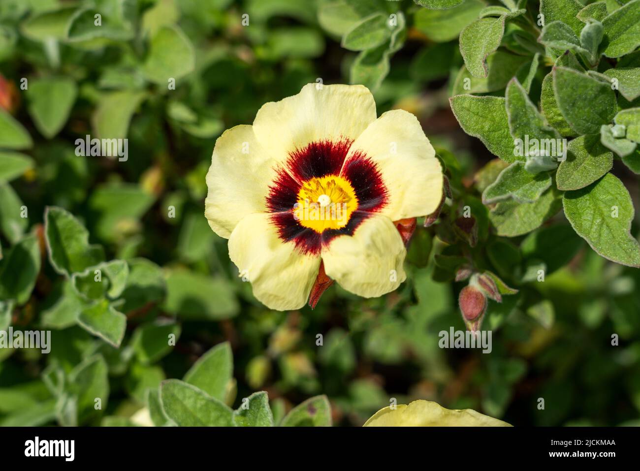 Cistus x halimiocistus wintonensis 'Merrist Wood Cream' a summer ...