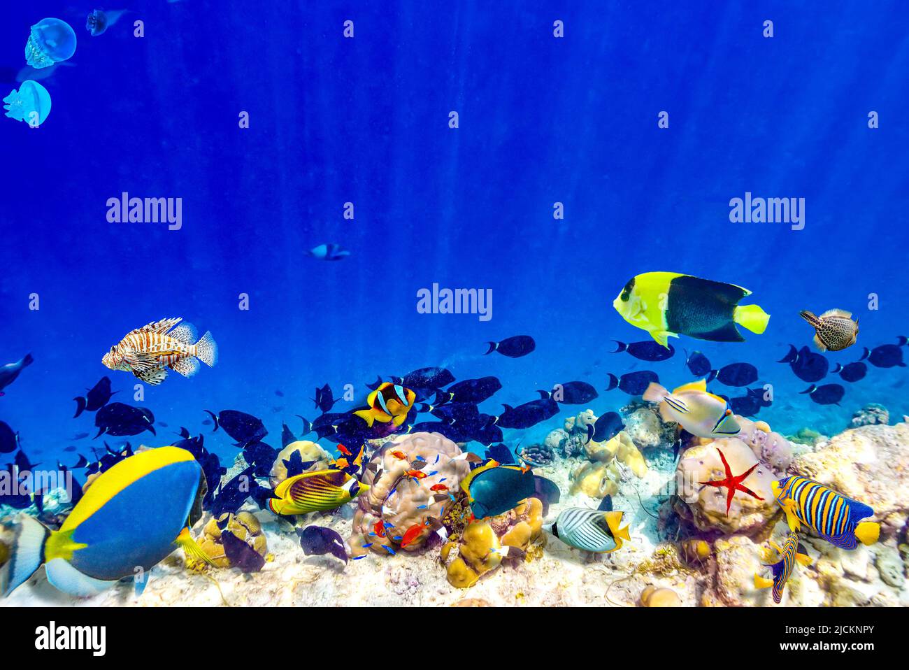 The magnificent underwater world of the Maldives. Omadhoo (Alif Dhaal Atoll Stock Photo - Alamy