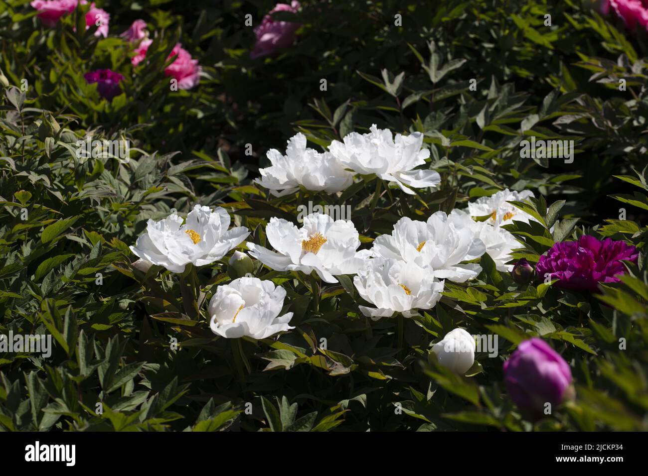 Perfect peony hi-res stock photography and images - Alamy