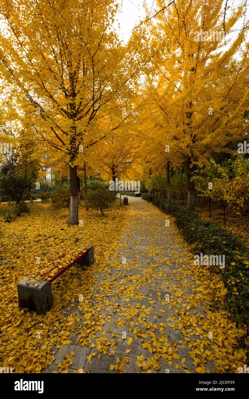 Golden ginkgo trees hi-res stock photography and images - Alamy