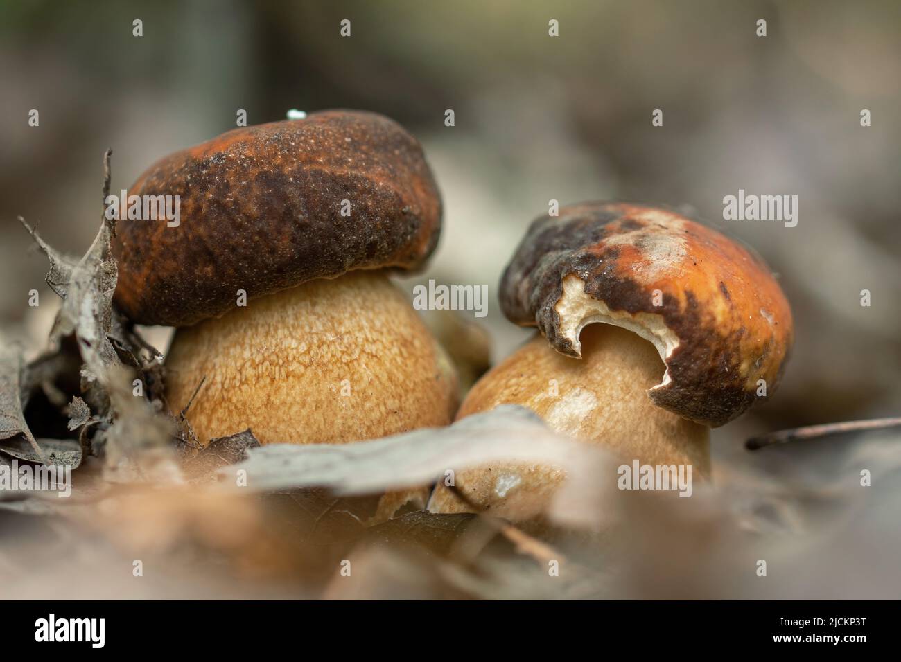 Penny bun or cep boletus edulis hi-res stock photography and images - Alamy
