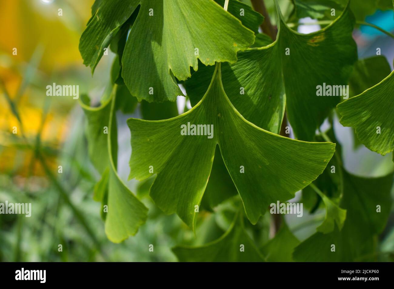 Ginko biloba tree leaves close-up, traditional medicine Stock Photo - Alamy