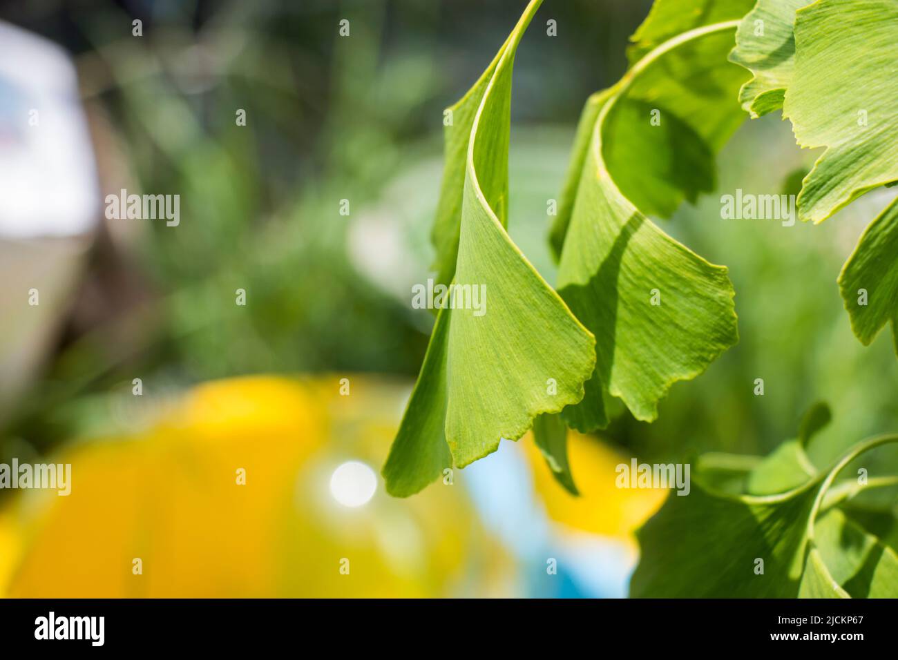 Ginko biloba tree leaves close-up, traditional medicine Stock Photo - Alamy