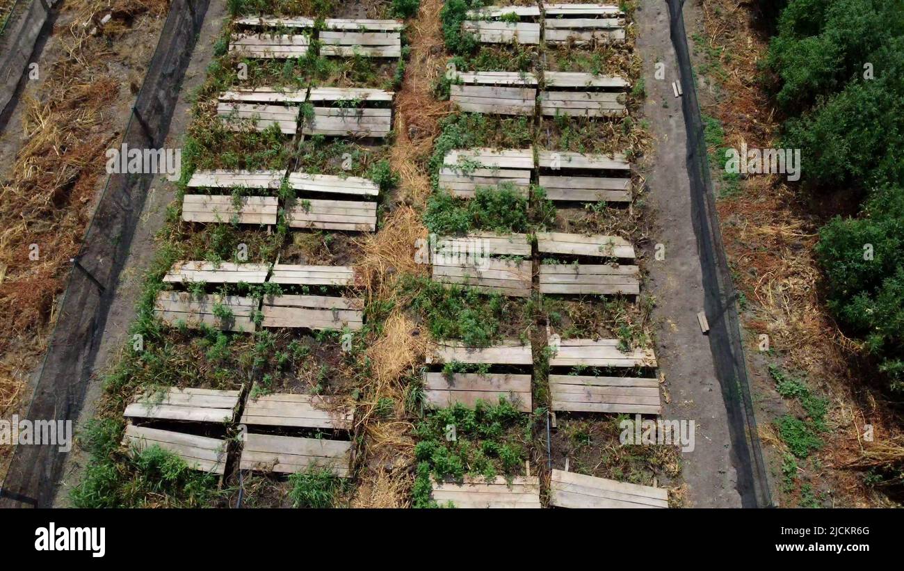 Snail farm. Top view boards on which snails grow on a snail farm ...