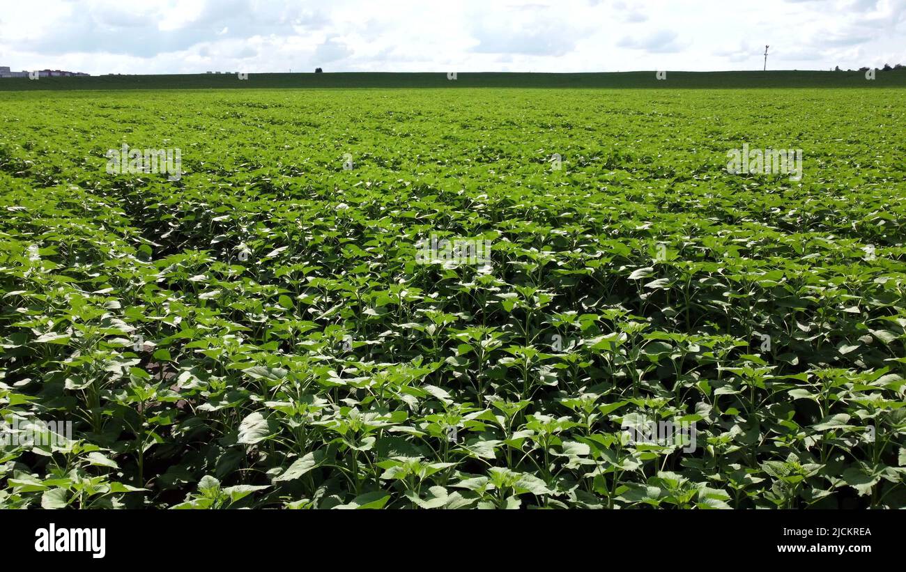 View bright very green young sunflower sprouts on sunny day ...