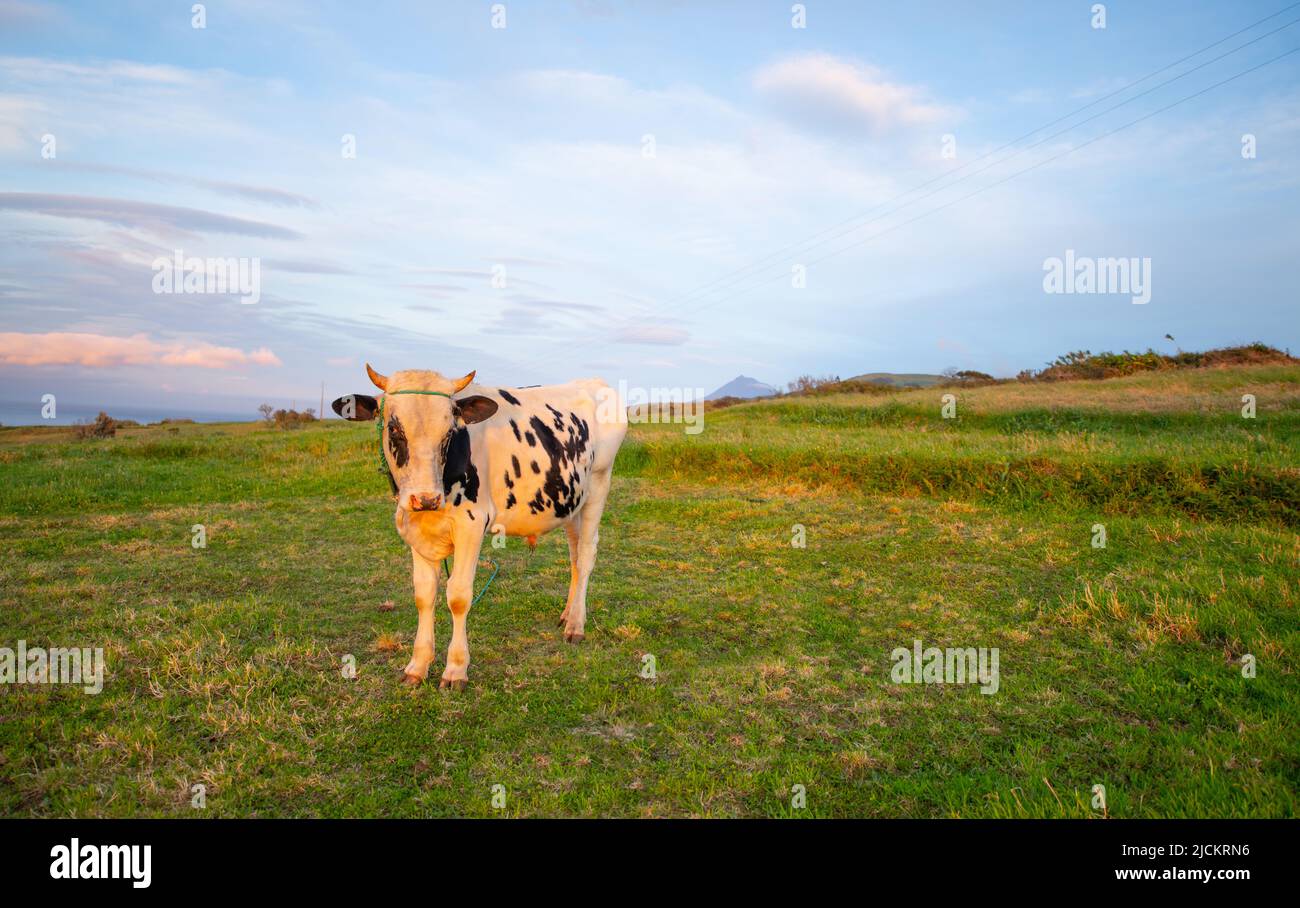 young holstein bull tethered in pasture meadow of rural farm field on ...