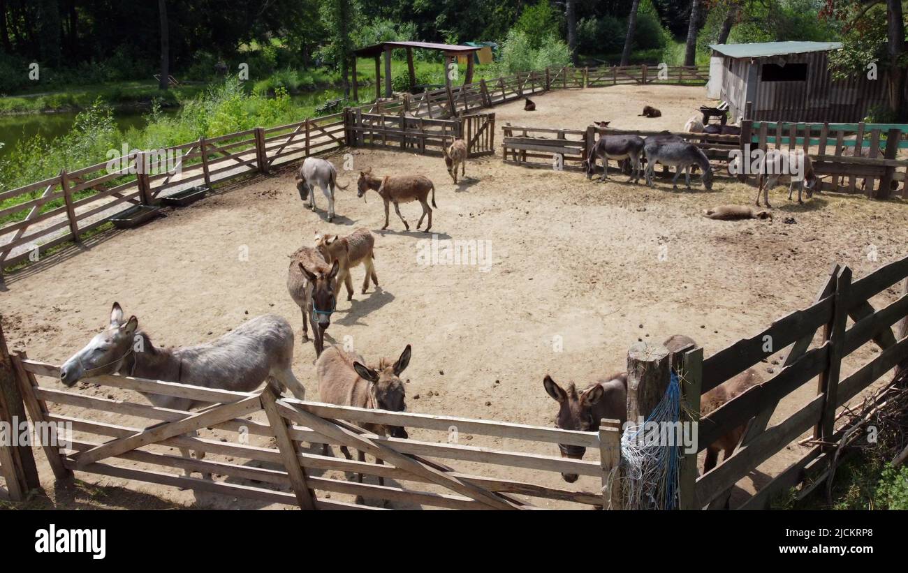 Donkey farm. Aerial drone view flight over many donkeys in corral on ...