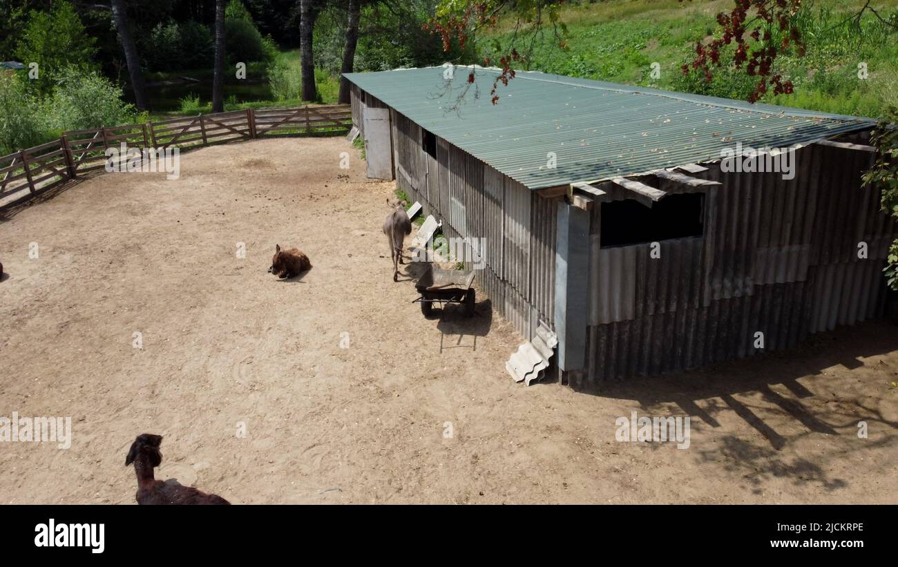 Donkey farm. Aerial drone view flight over many donkeys standing and ...