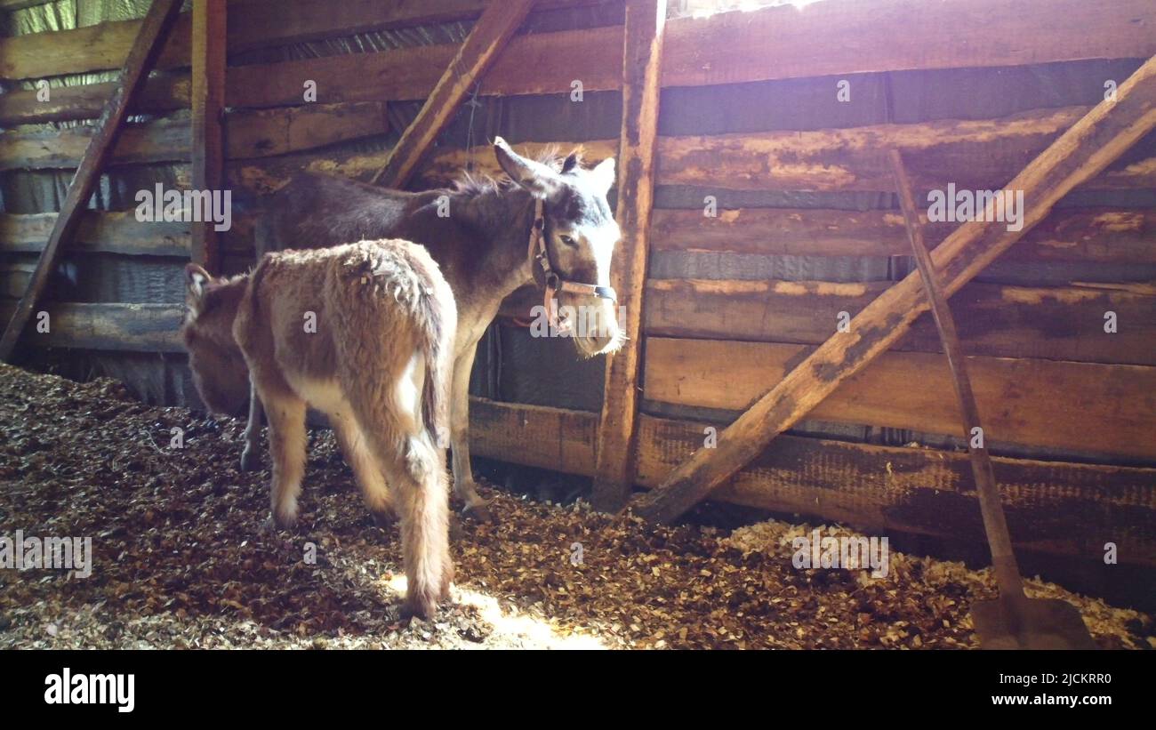 Adult donkey mother with young foal are standing in barn. Mom donkey ...