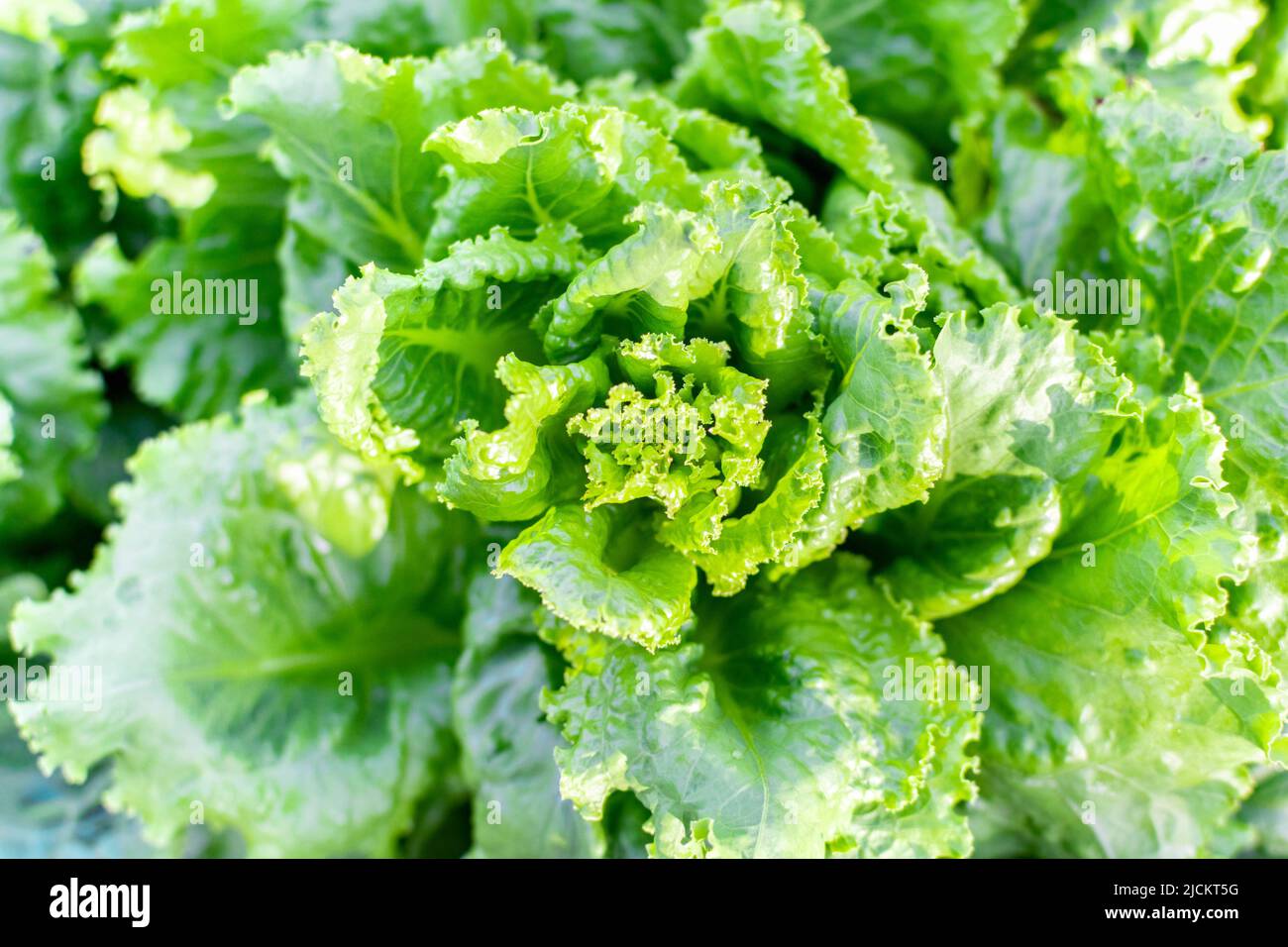 Bush of fresh green leaf lettuce close-up, top view. Ripe raw leaves ...