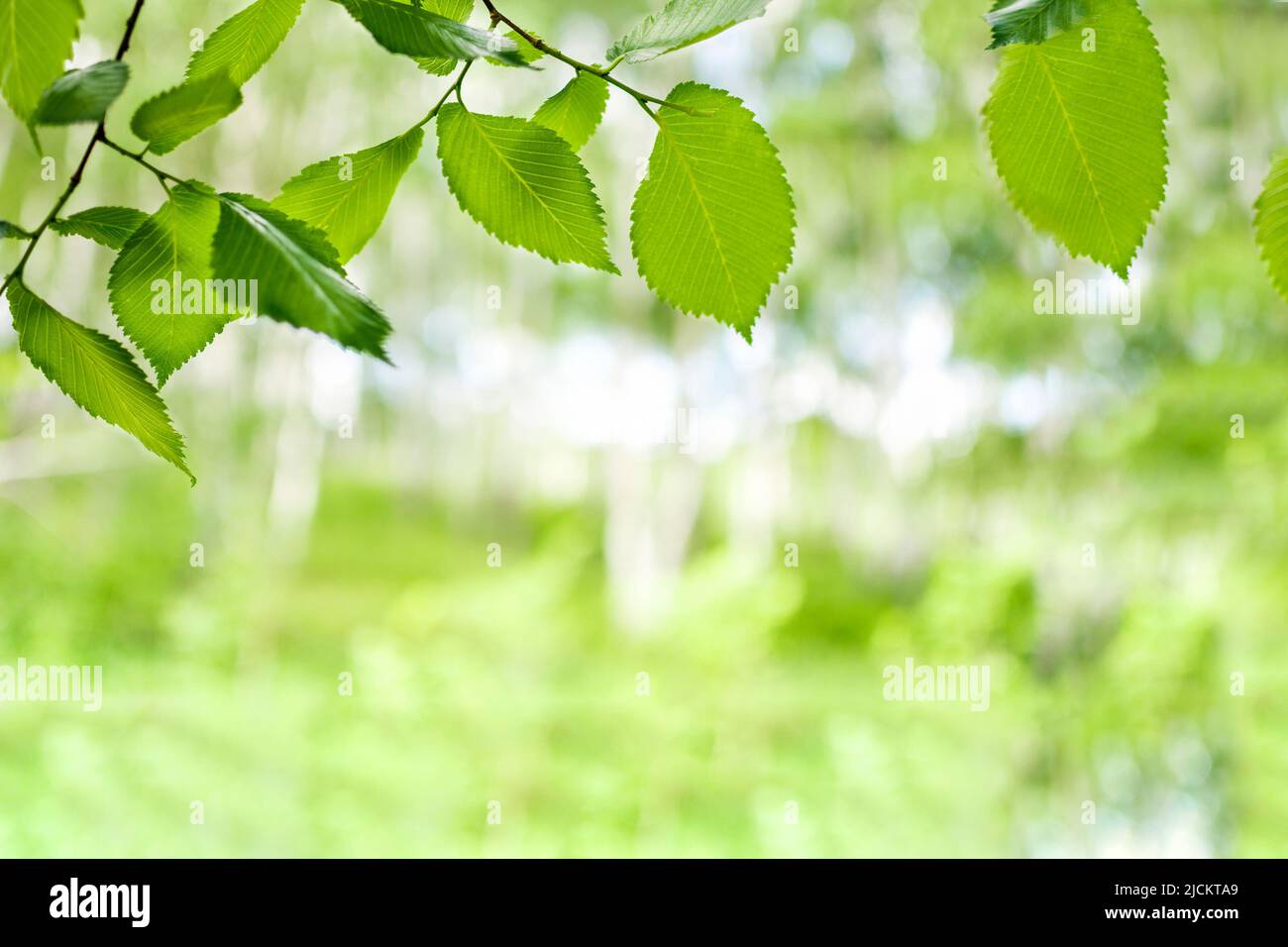Blurred tree in background hi-res stock photography and images - Alamy