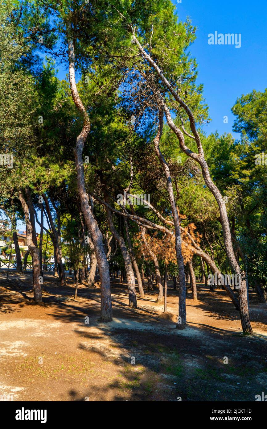 Trieste porto hi-res stock photography and images - Alamy
