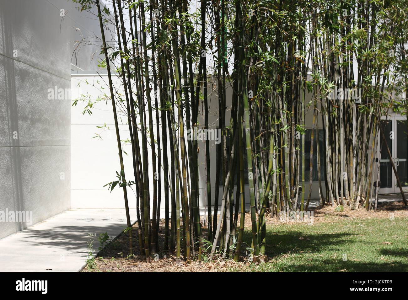 A grove of tropical bamboo trees growing in the garden Stock Photo - Alamy