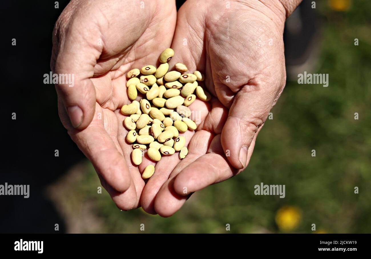 Female hand holding and dropping down grains of kidney beans. Organic ...