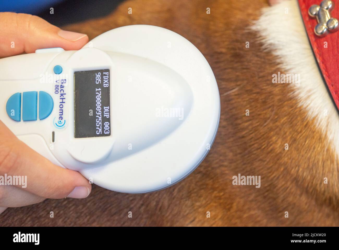 Dog being scanned for microchip by vet at veterinary surgery, Wales, Uk ...