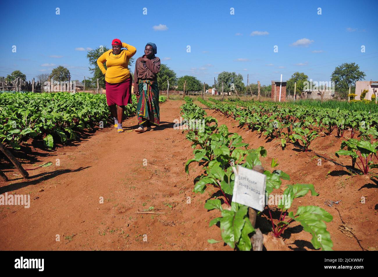 Women in rural South Africa apply agroecology methods to develop ...