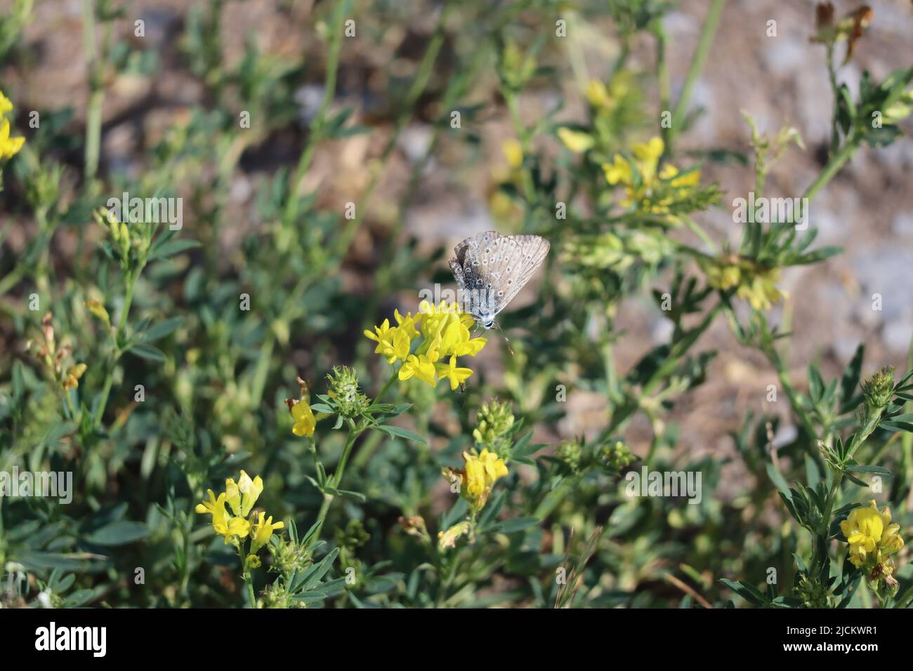 Sickle clover hi-res stock photography and images - Alamy