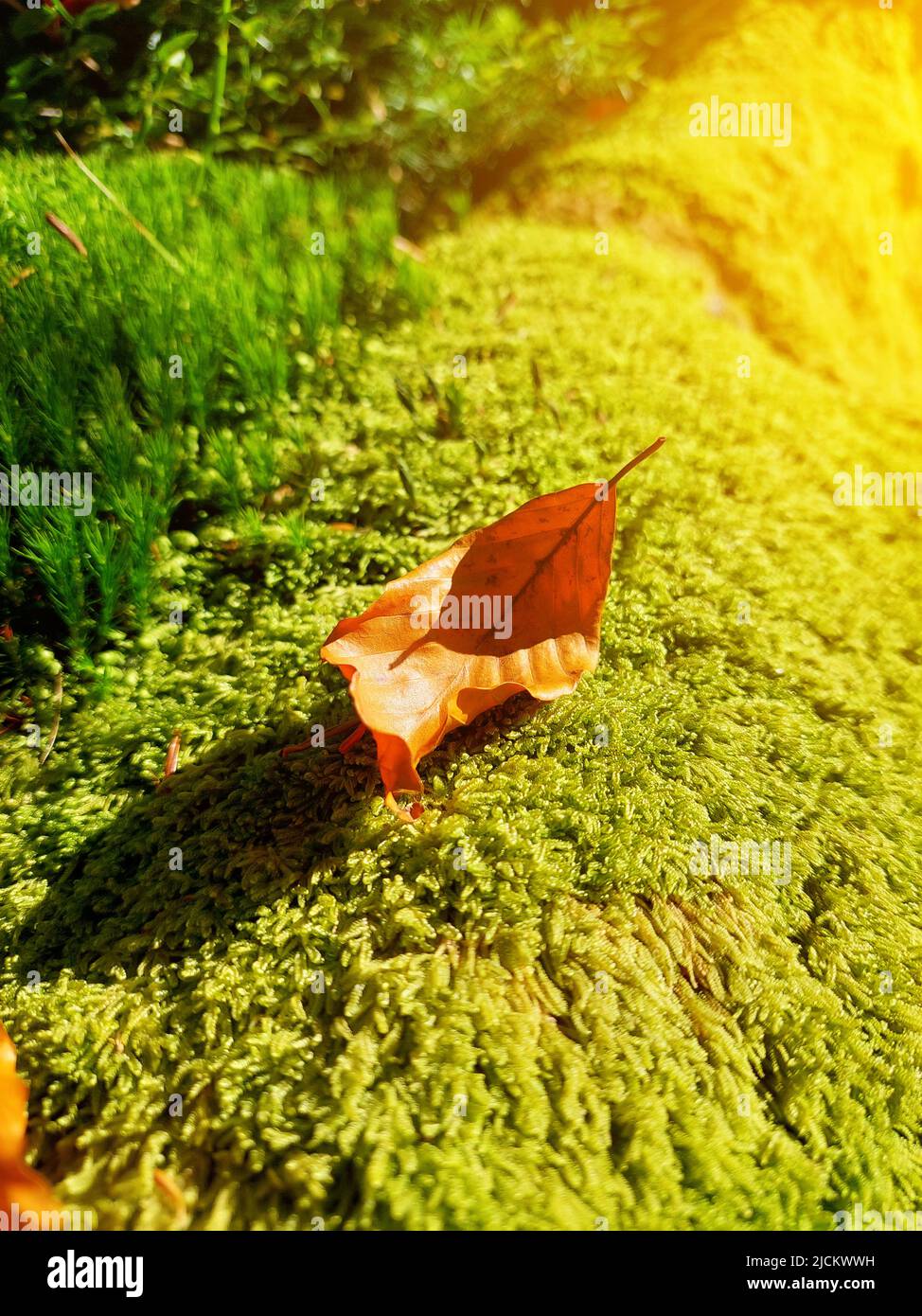 Yellow leaf on green moss in autumn forest. Mystical light in forest ...