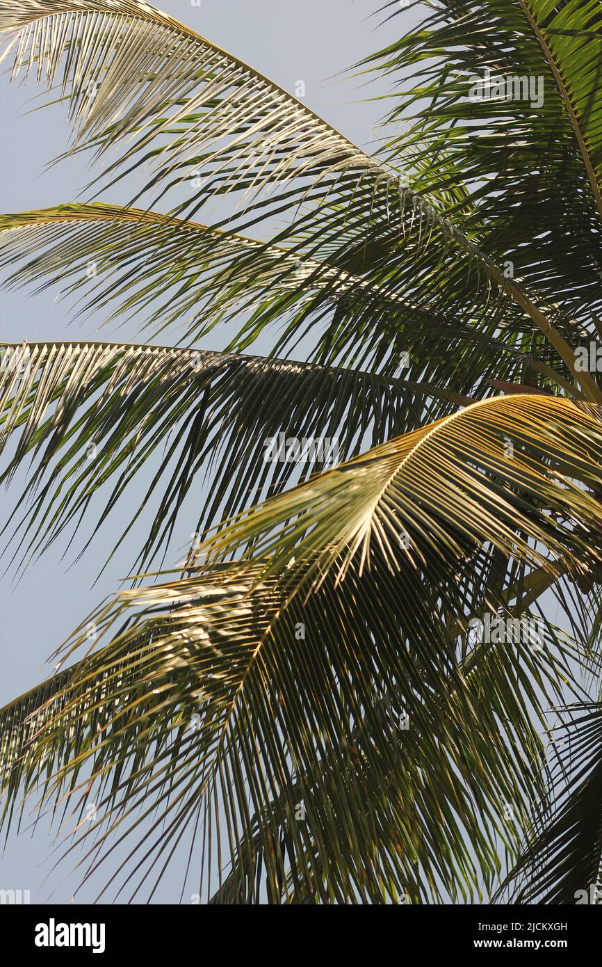 Beautiful tropical palm trees growing in the sunny meadow Stock Photo ...