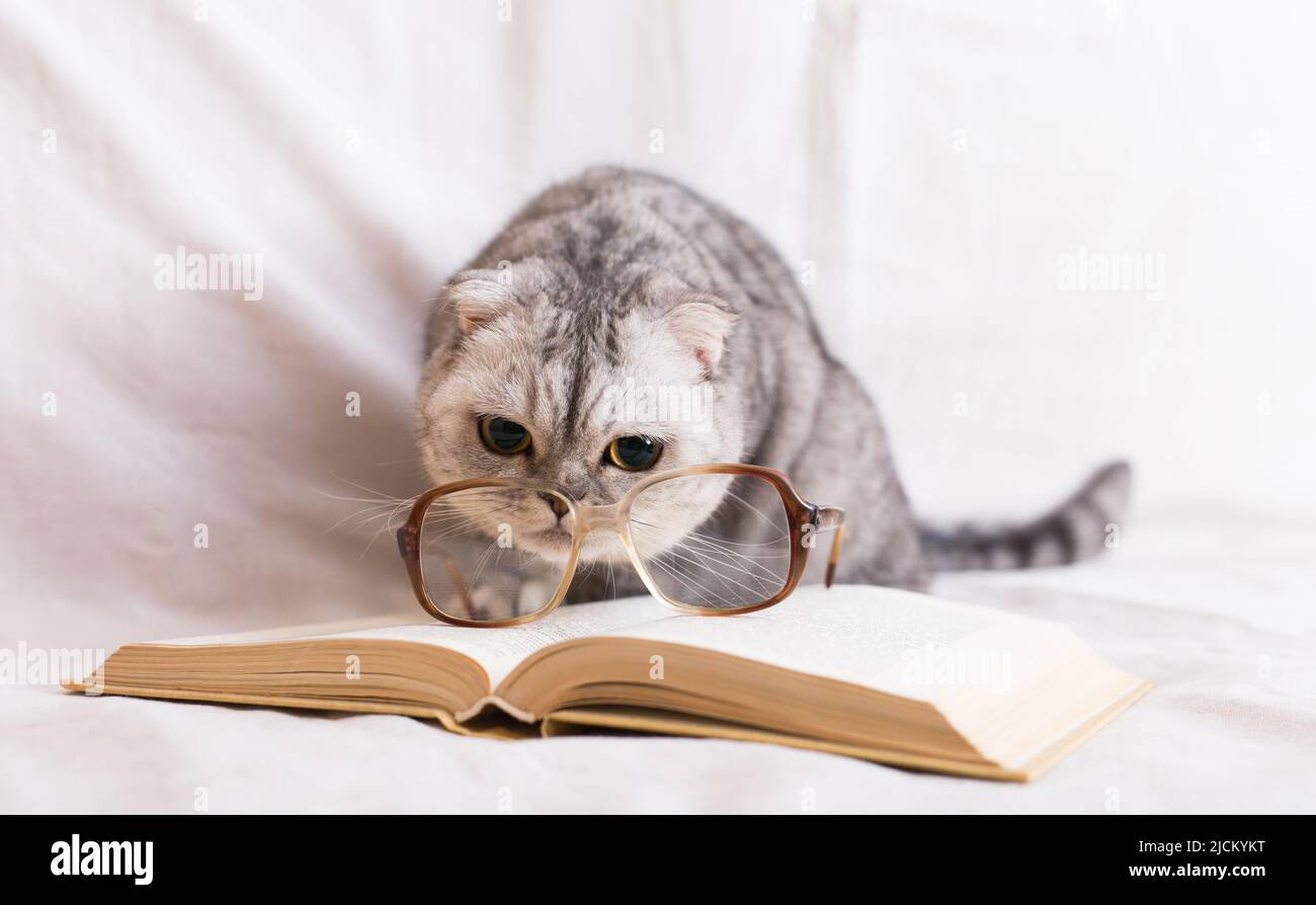Curious cat playing with glasses lying on open book Stock Photo - Alamy