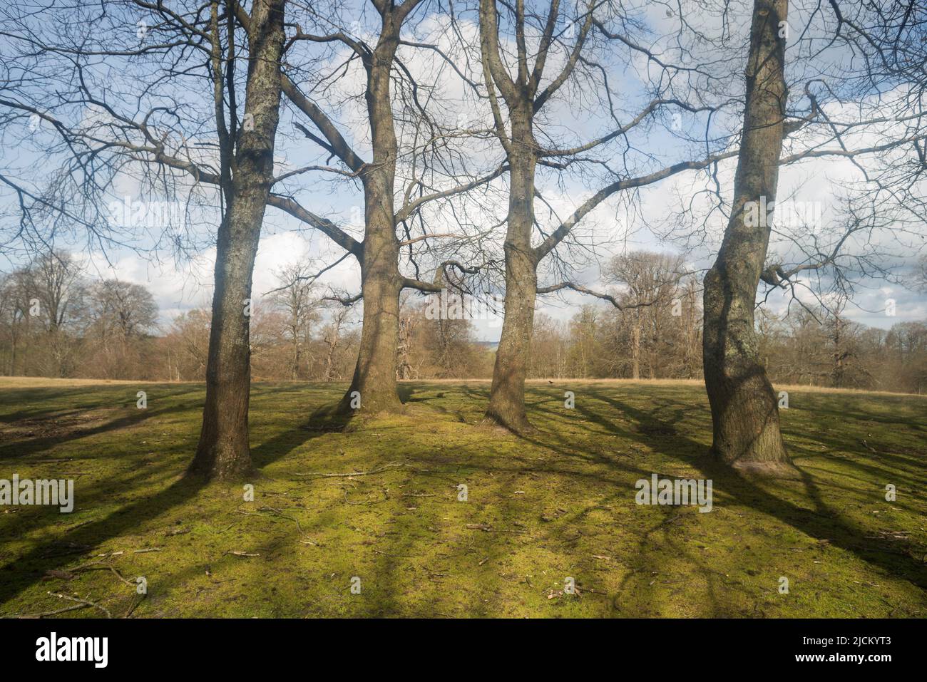 Collection or cluster of Castanea sativa, Sweet chestnut trees on ridge ...