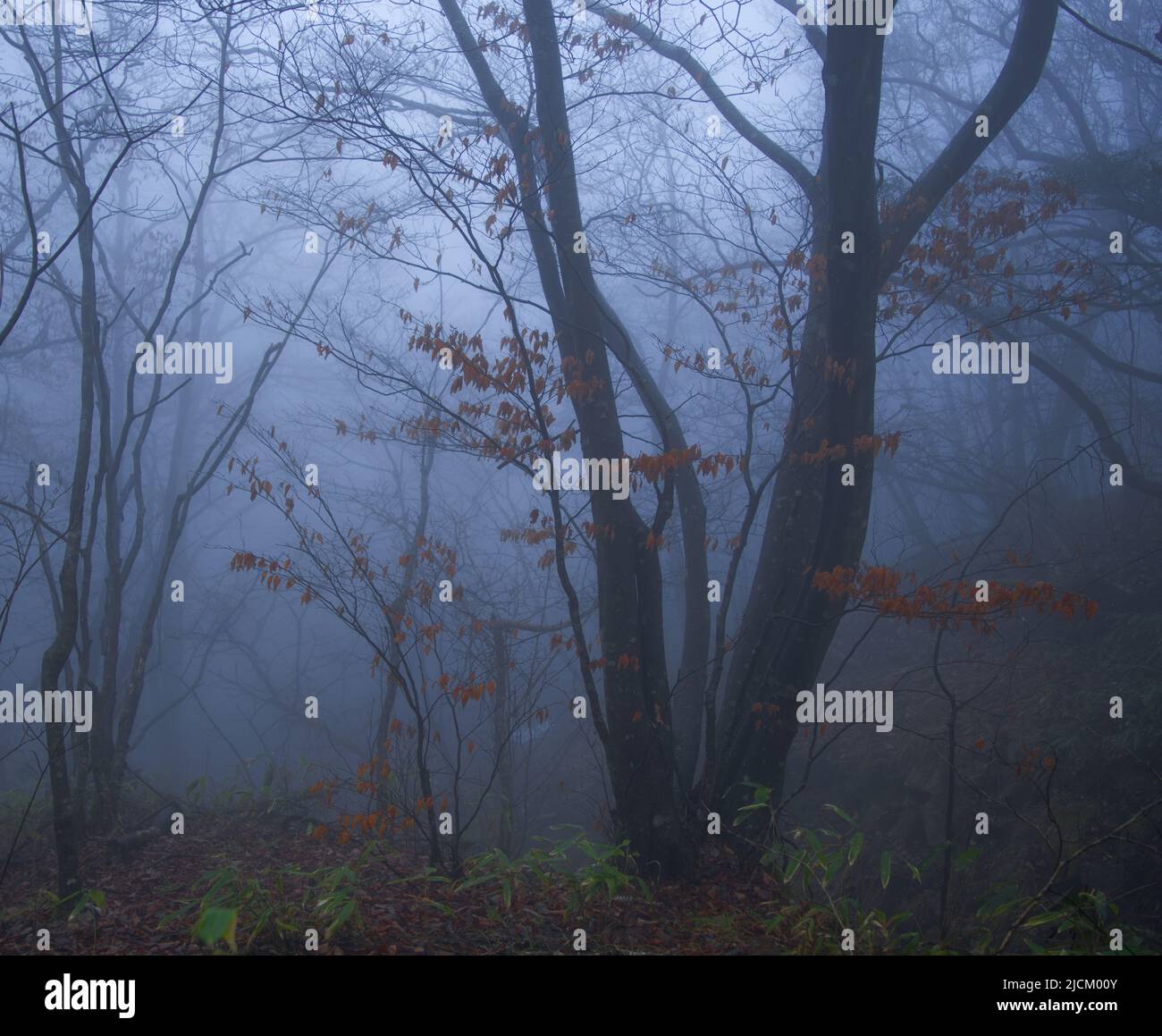 The fog scene hi-res stock photography and images - Alamy