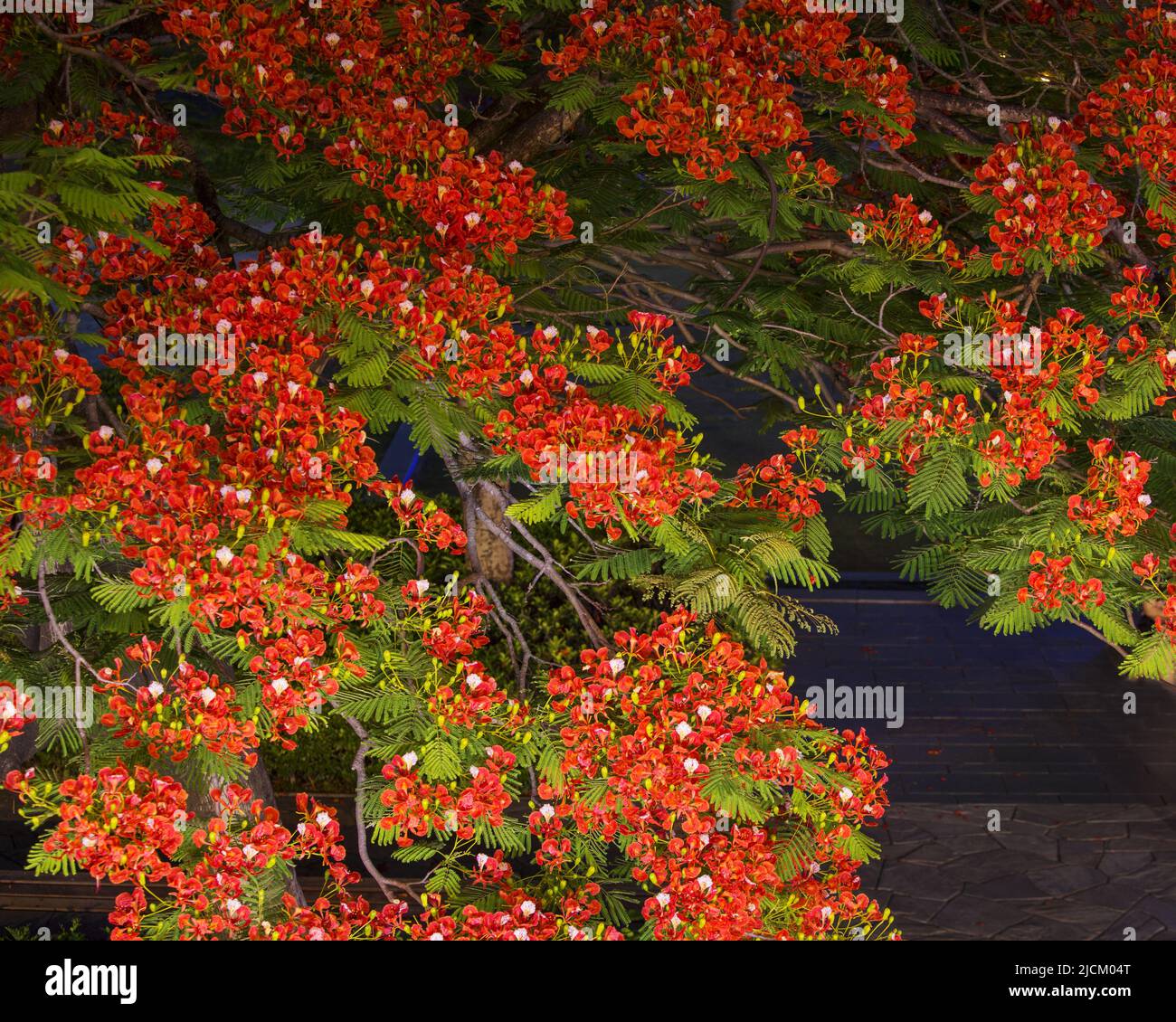 Austral flower hi-res stock photography and images - Alamy