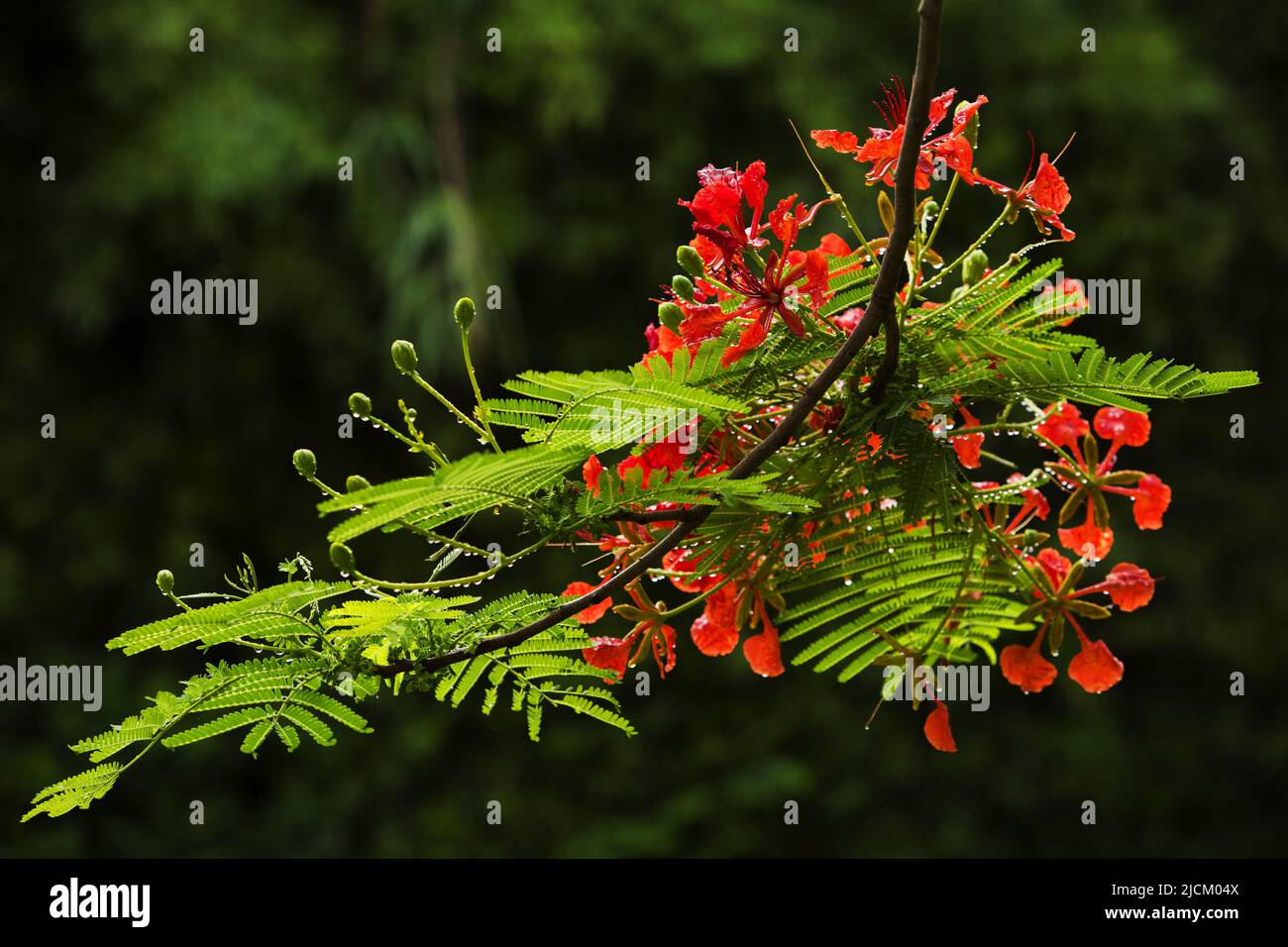 Phoenix flower in summer Stock Photo - Alamy