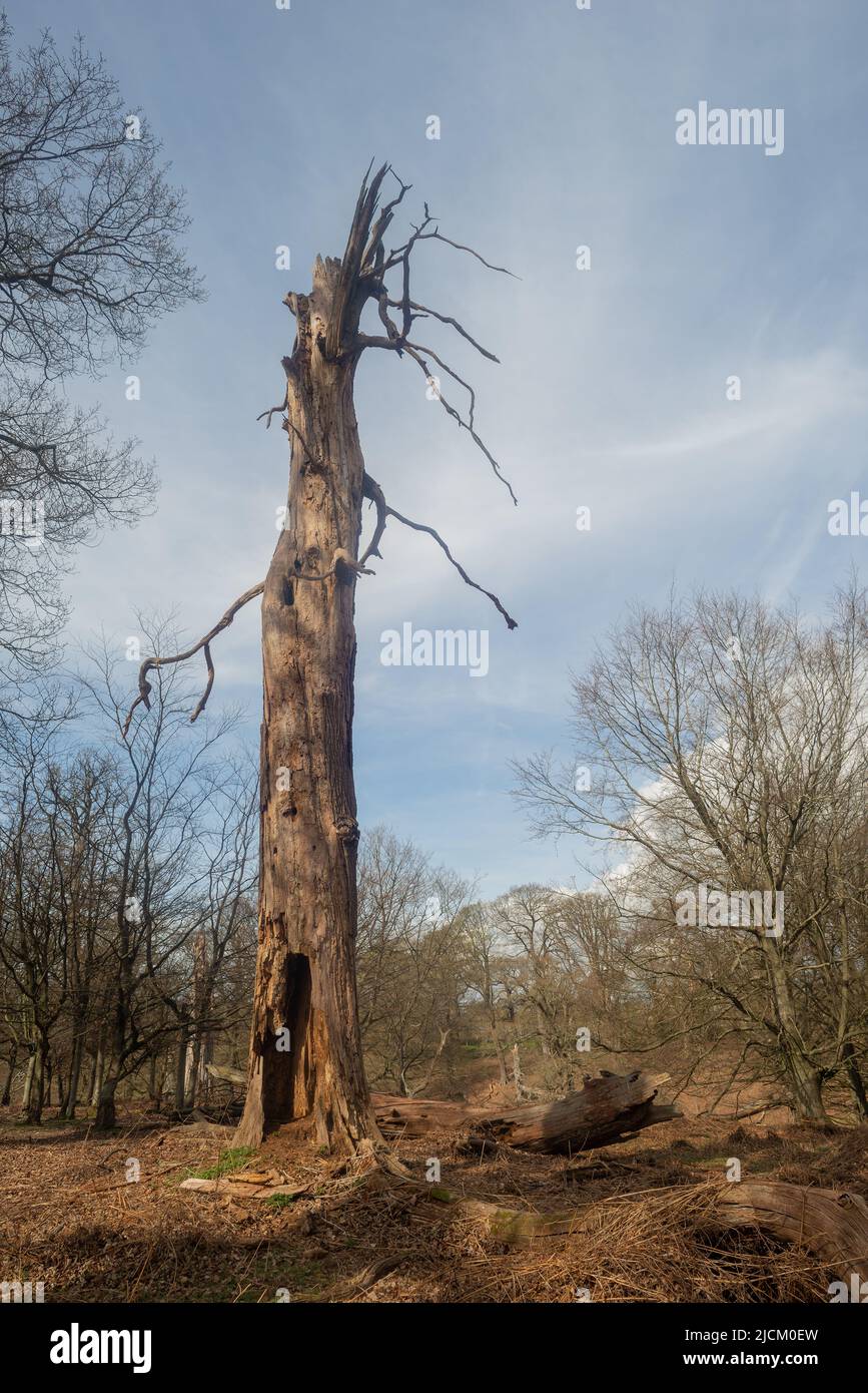 Dead sweet chestnut a deciduous tree in early spring with no branches ...