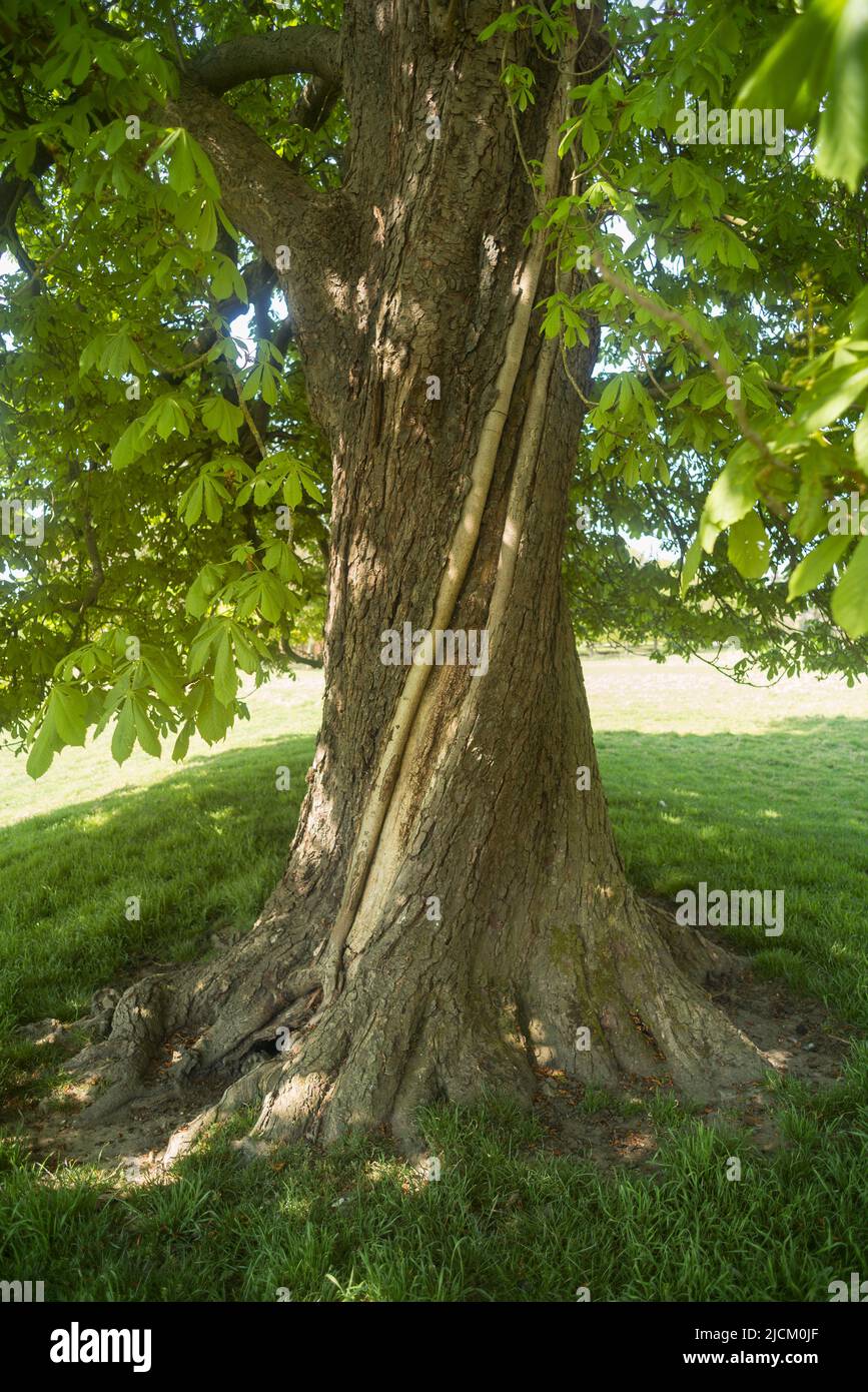 Scared lightning struck horse chestnut tree showing exploded surface ...