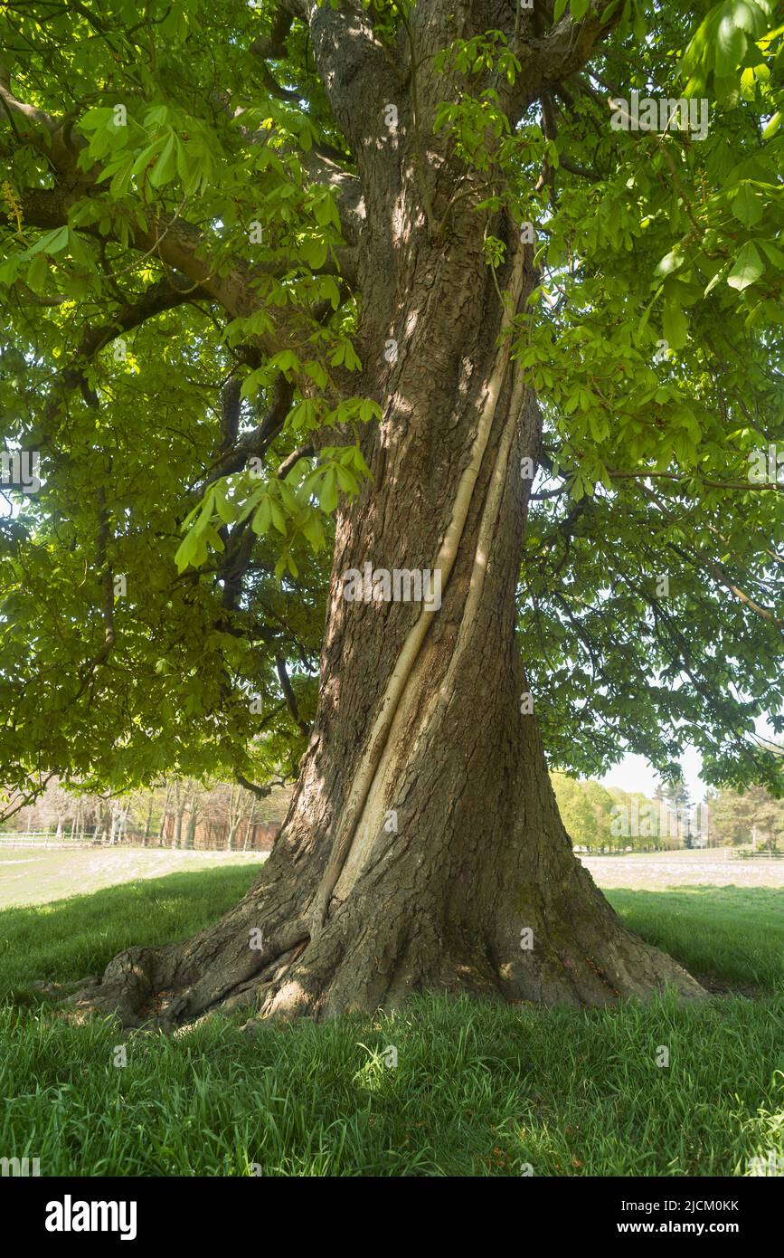 Scared lightning struck horse chestnut tree showing exploded surface ...