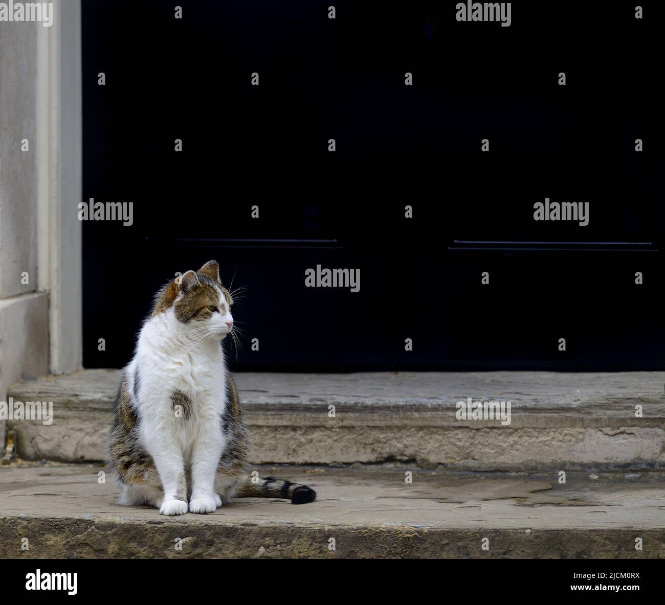 Larry the Cat - Chief Mouser to the Cabinet Office since 2011 - in ...