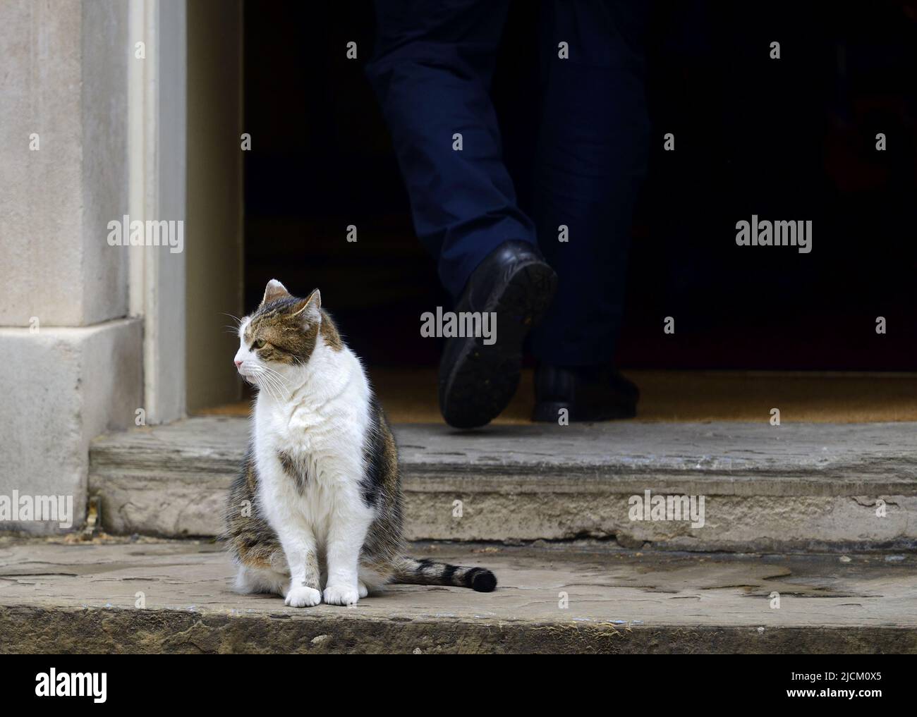 Larry the Cat - Chief Mouser to the Cabinet Office since 2011 ...