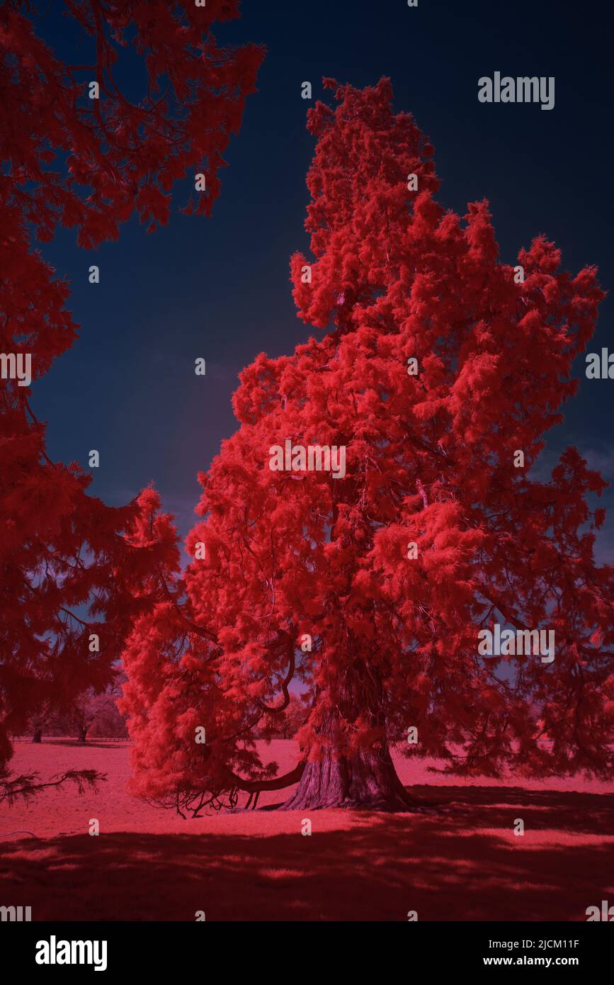 Wellingtonia tree reflecting heat from leaves and chloroplasts ...