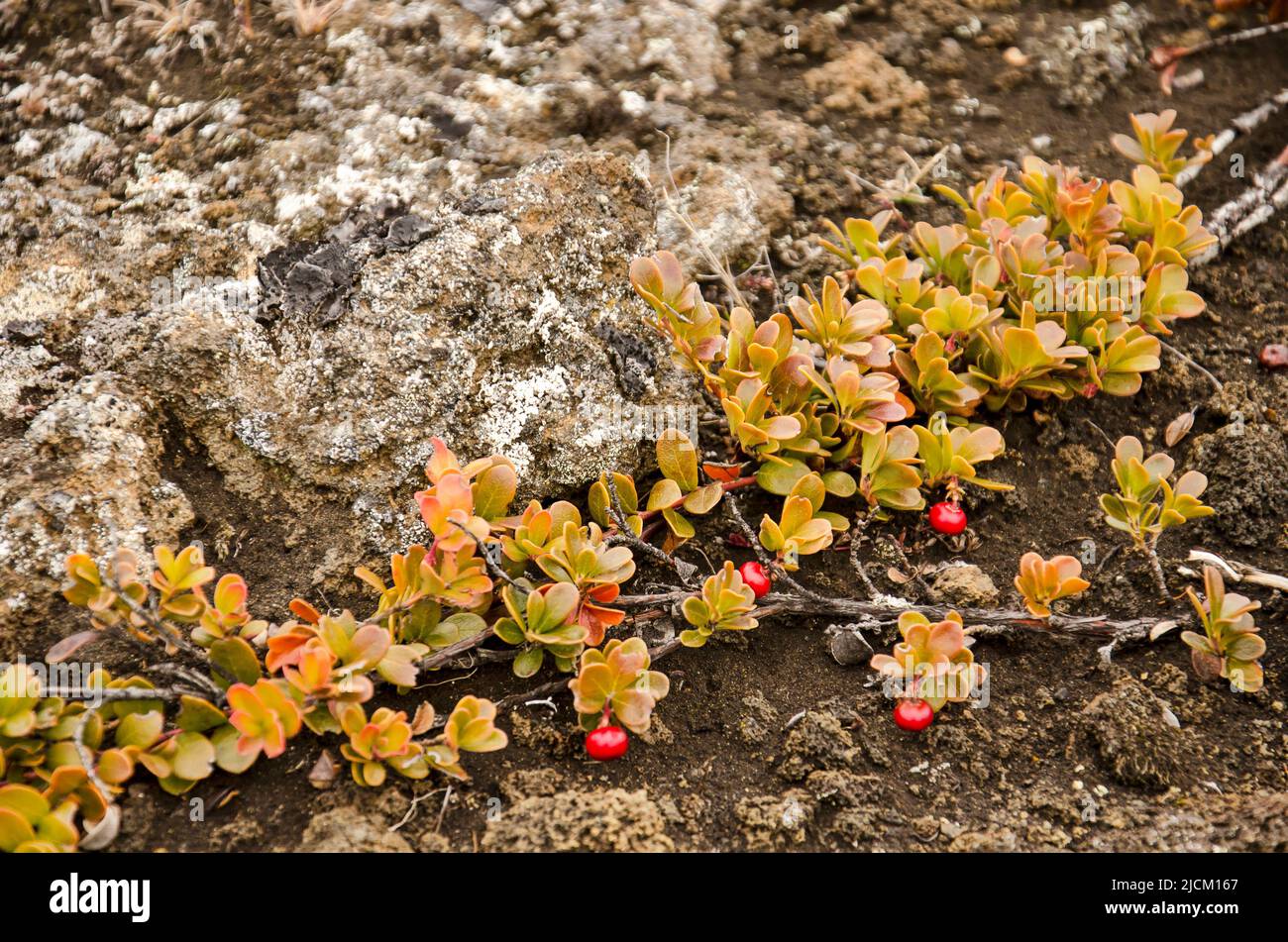 Sedum with red berries growing between rocks and sand in the mountains ...
