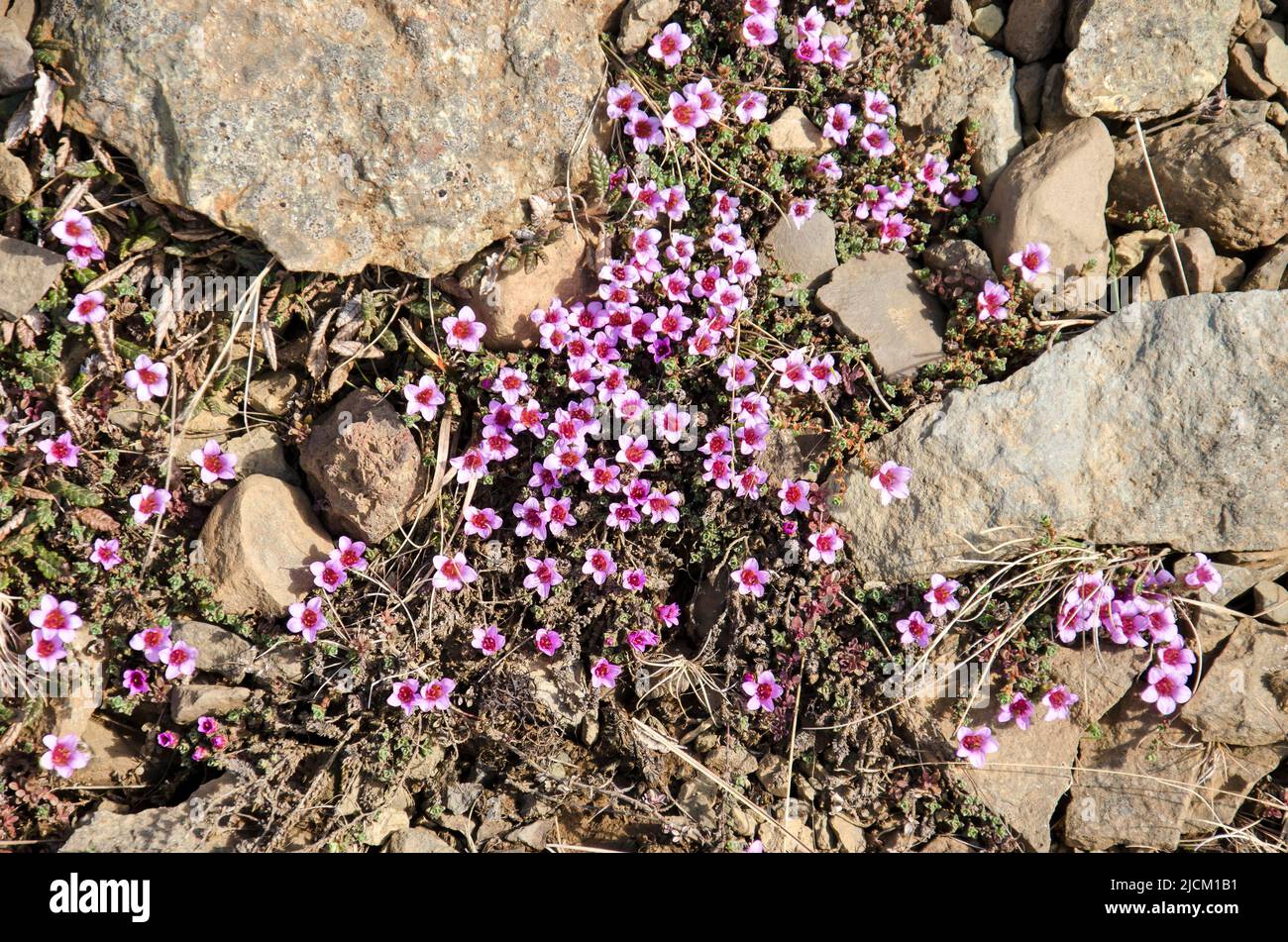 Growing between rocks hi-res stock photography and images - Alamy