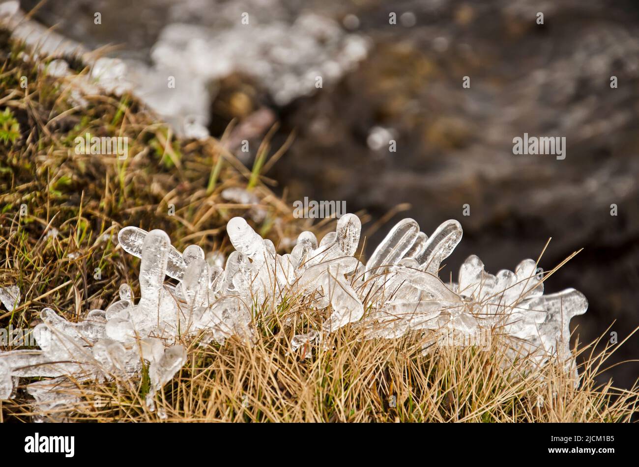 Shapes of ice formed in the grass on the bank of a mountains stream in ...