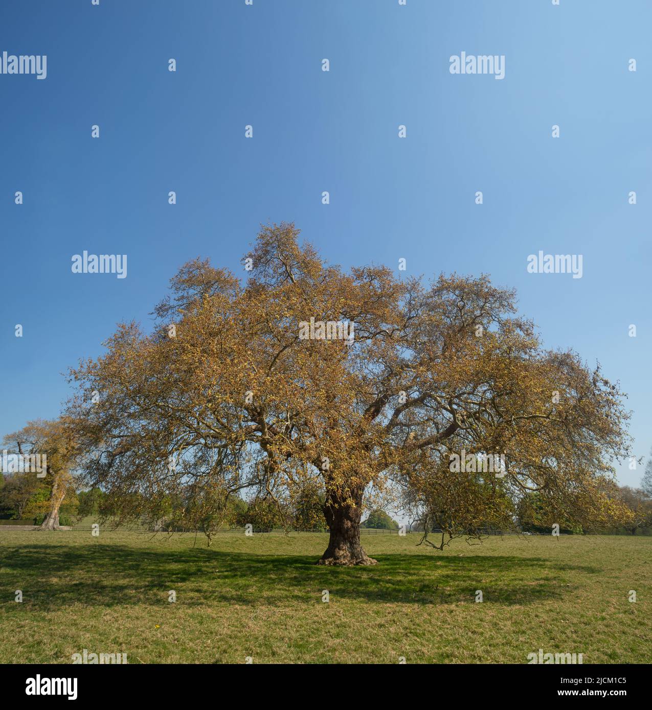 Platanus orientalis, London Plane tree with prominent reddish female ...