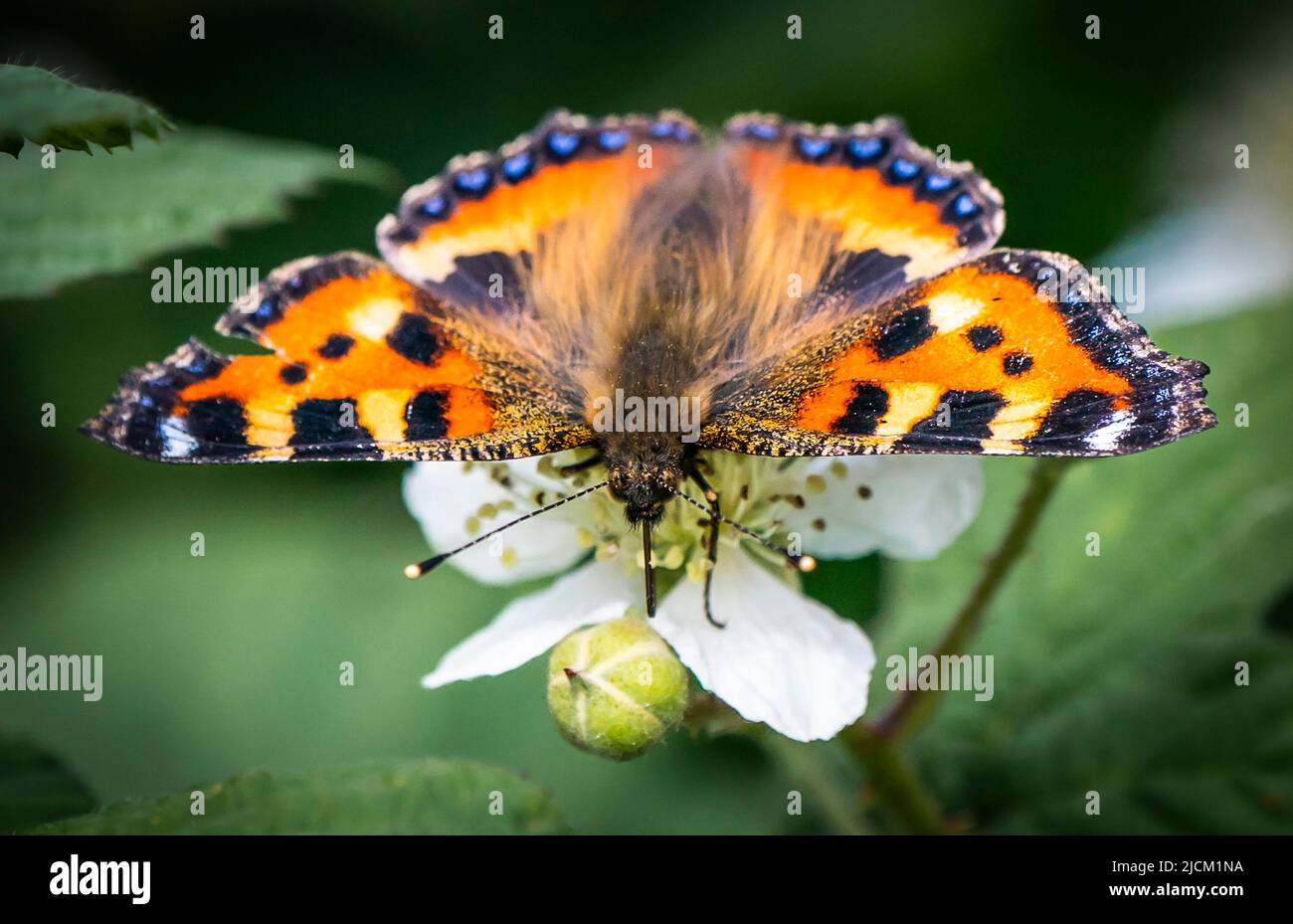 Butterfly north yorkshire hi-res stock photography and images - Alamy