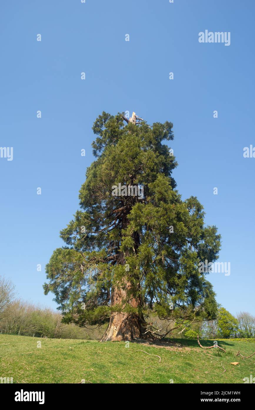 Wellingtonia gigantea hi-res stock photography and images - Alamy