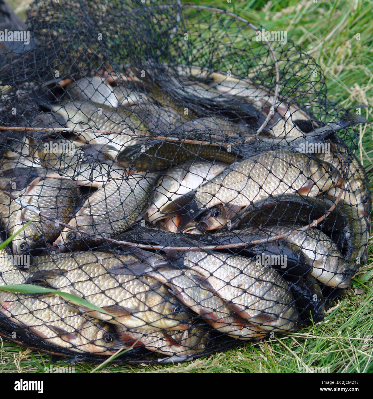 Crucian fish in a cage or a fish tank on the green grass Stock Photo ...